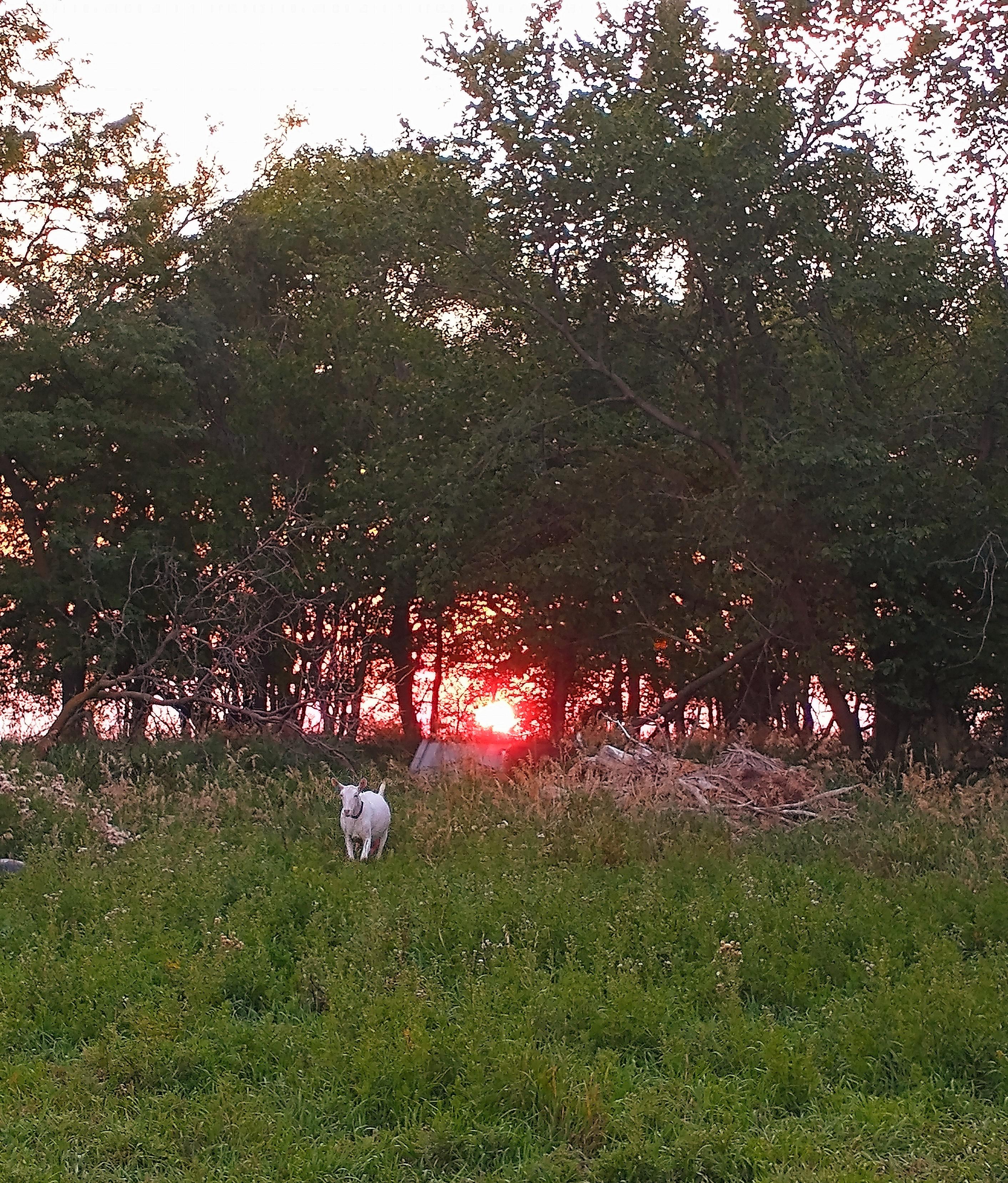 Milking time sunset | Scrolller