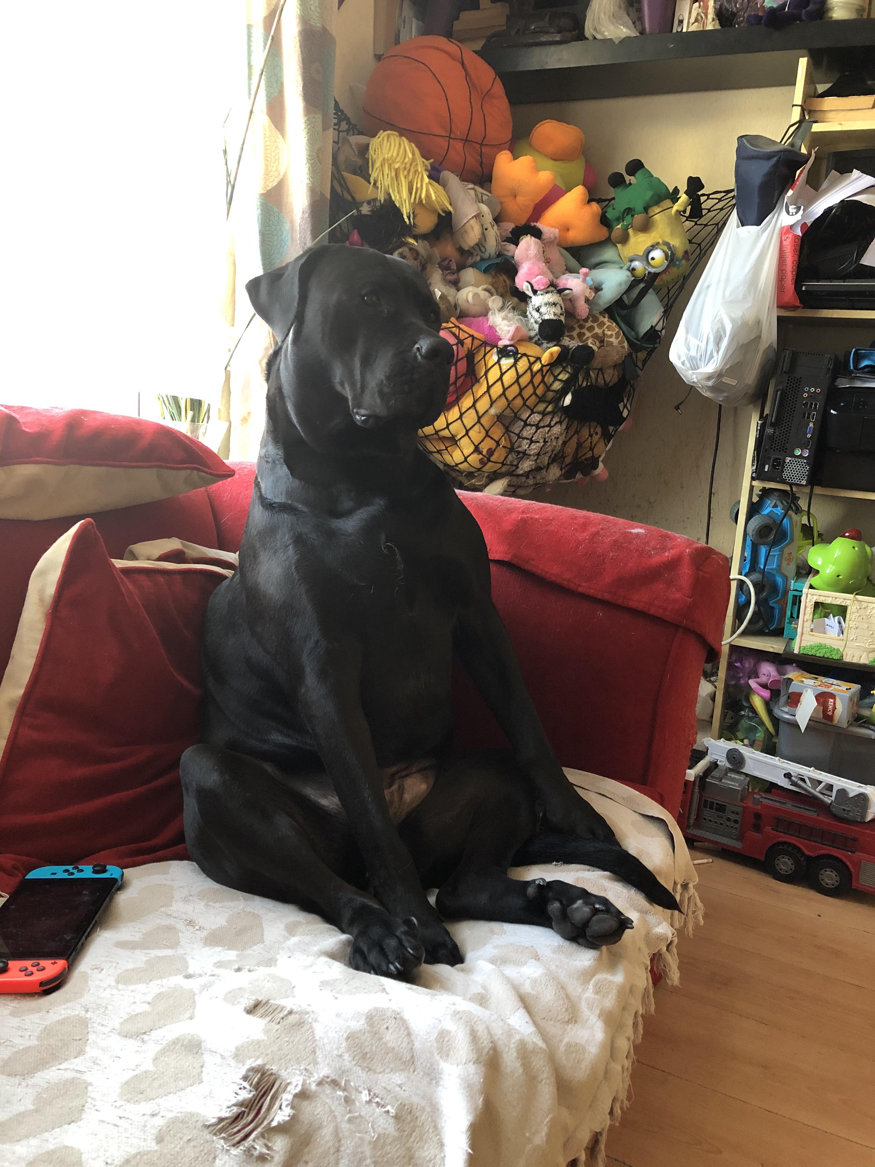 Millie observing her tiny humans at play ️ | Scrolller