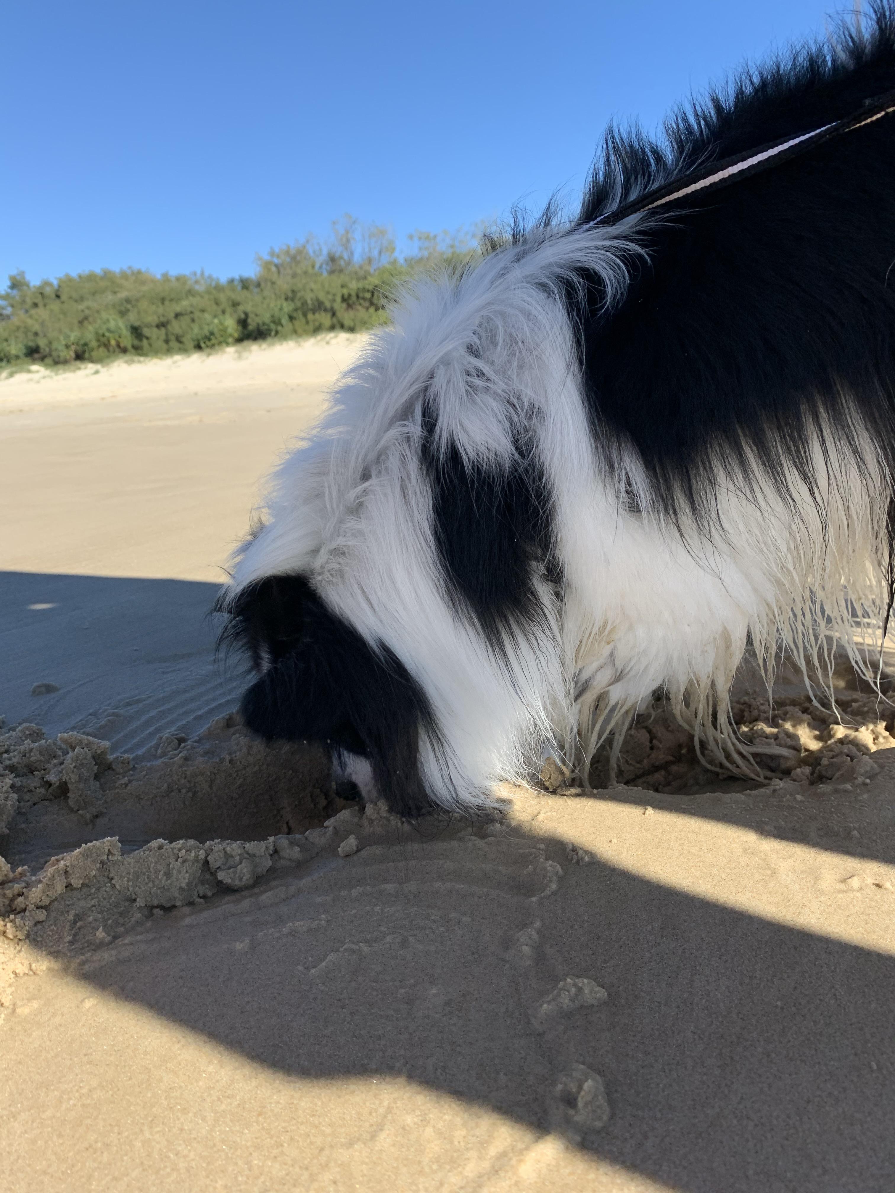 Milo loves digging holes in the sand | Scrolller