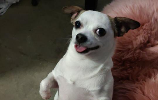 Milo says hello :) | Scrolller