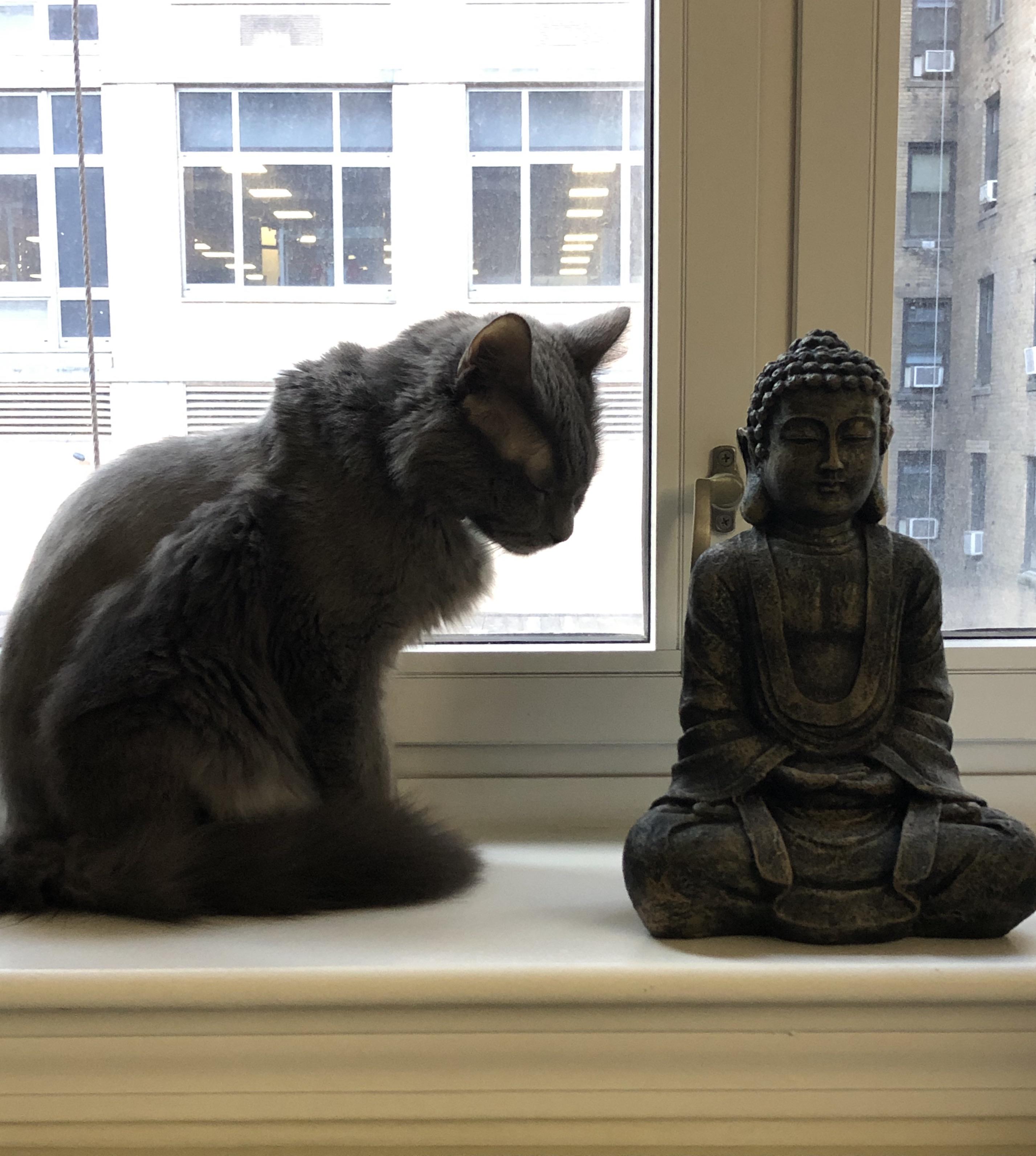 Mindful kitty | Scrolller