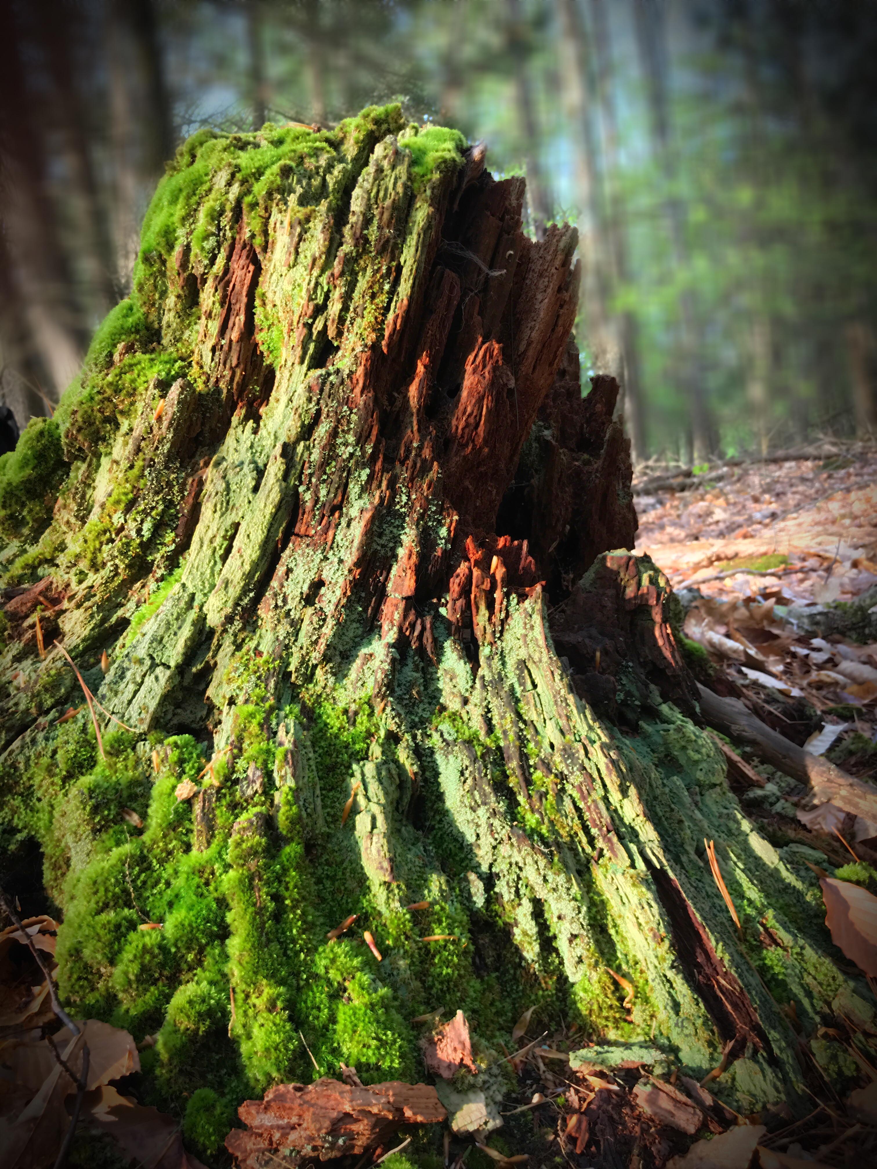 Mini El Capitan | Scrolller