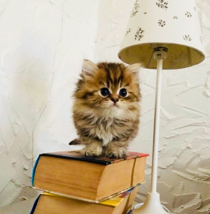 Mini Floof Furgus | Scrolller