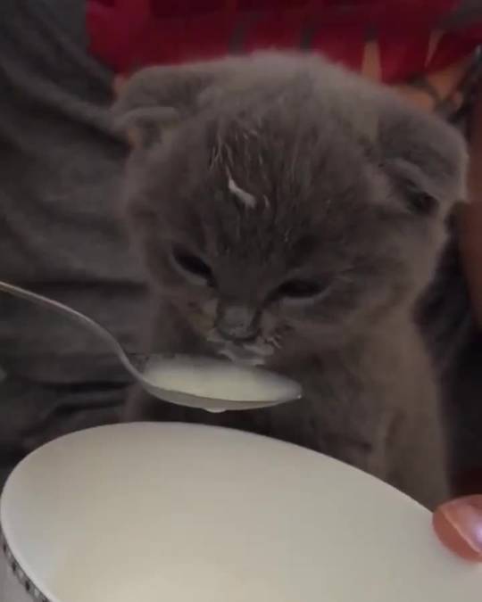 Mini-mlems | Scrolller