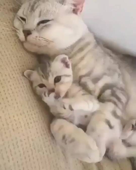Mini mlems while mommy sleeps | Scrolller