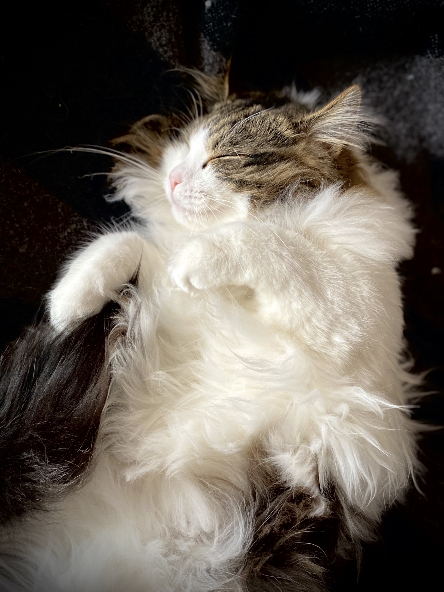 Mio is a happy floof | Scrolller