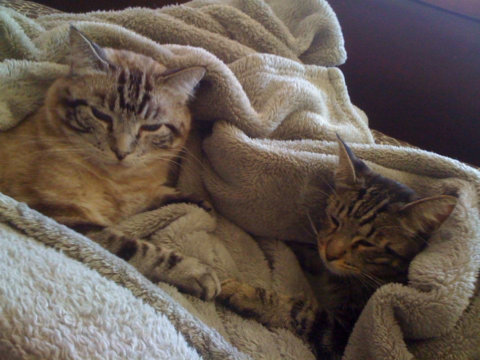 Mirage & miyu like to hold Paws | Scrolller