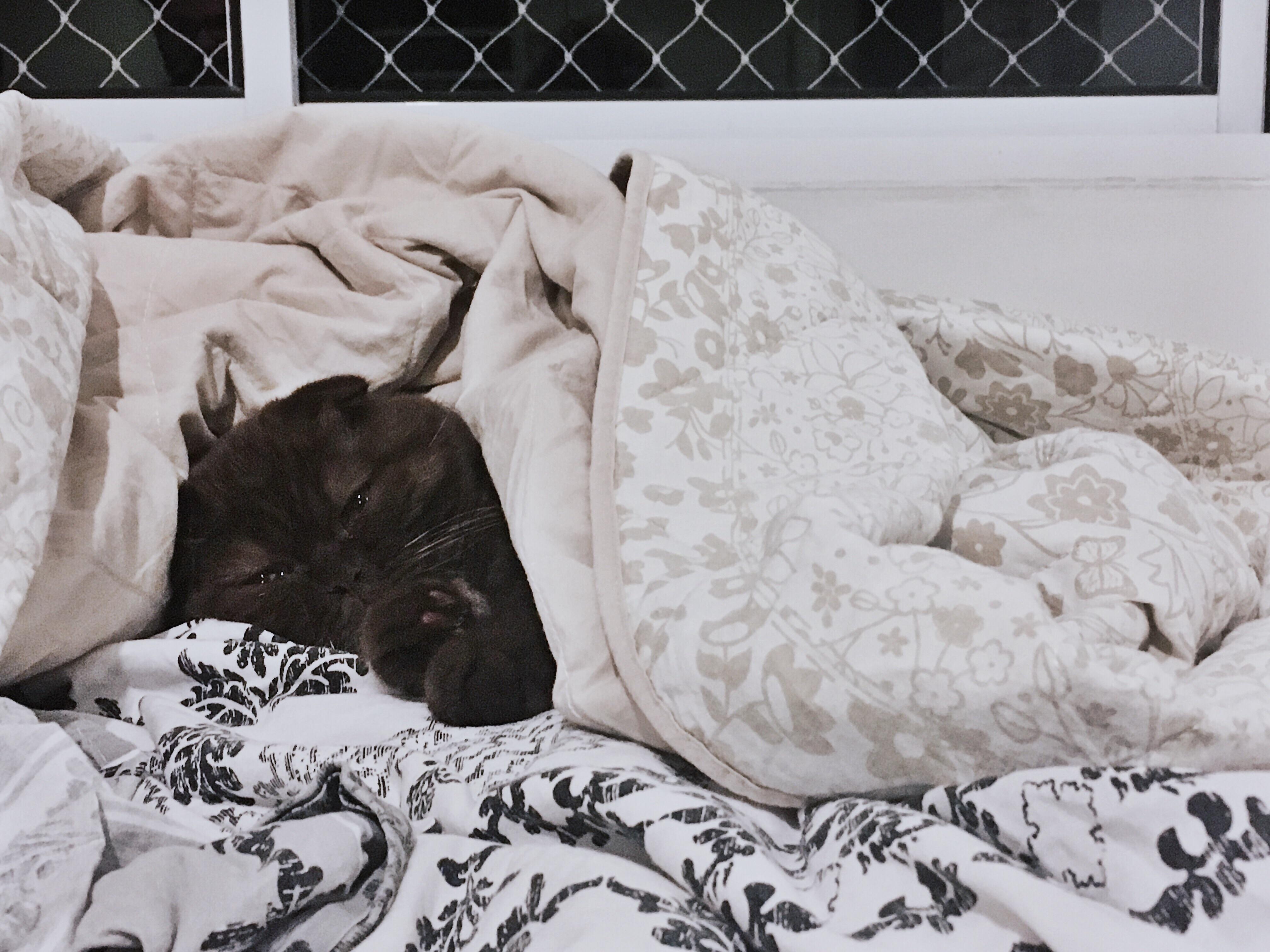 Miso feeling sleepy | Scrolller