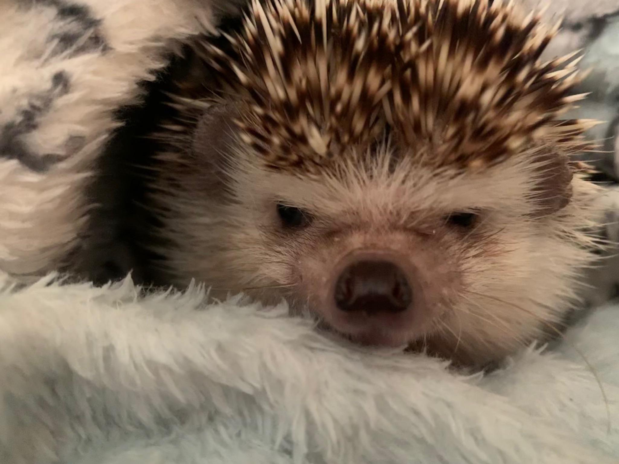 Miss Fluffy | Scrolller