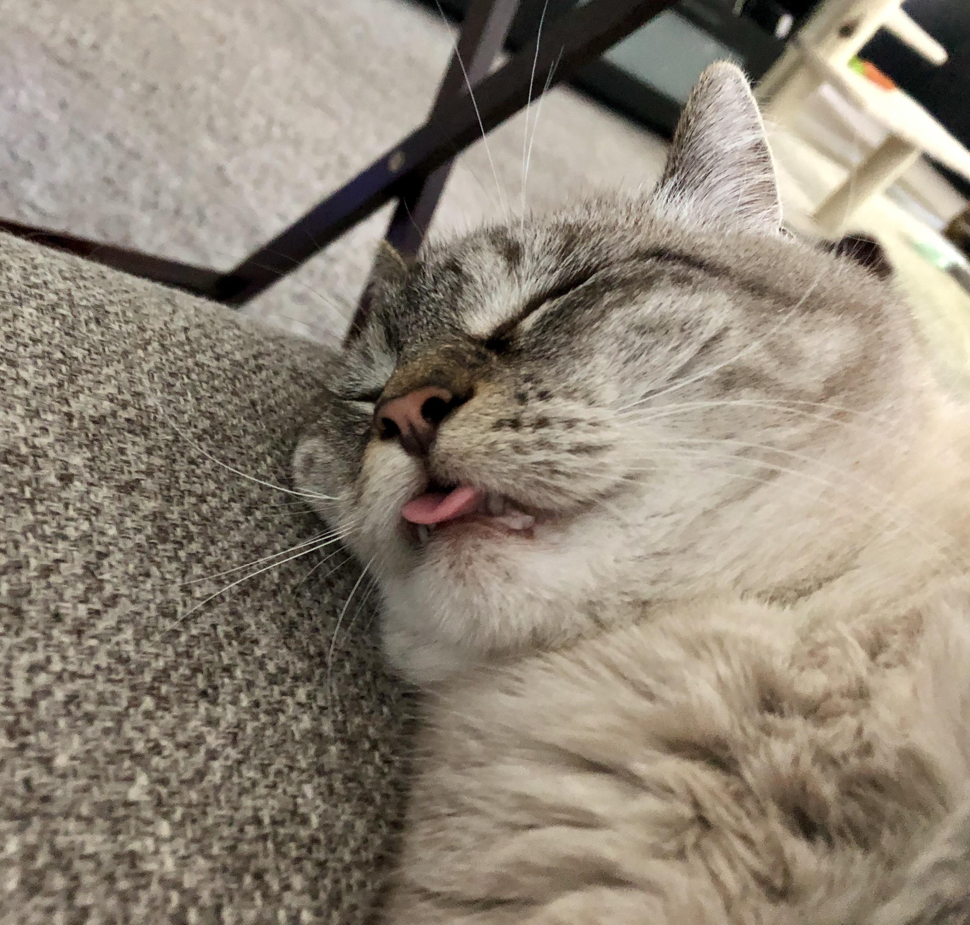 Miss Iggy : Queen Derp | Scrolller