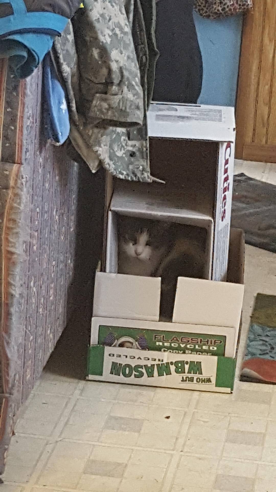 Miss Lola in multiple boxes | Scrolller