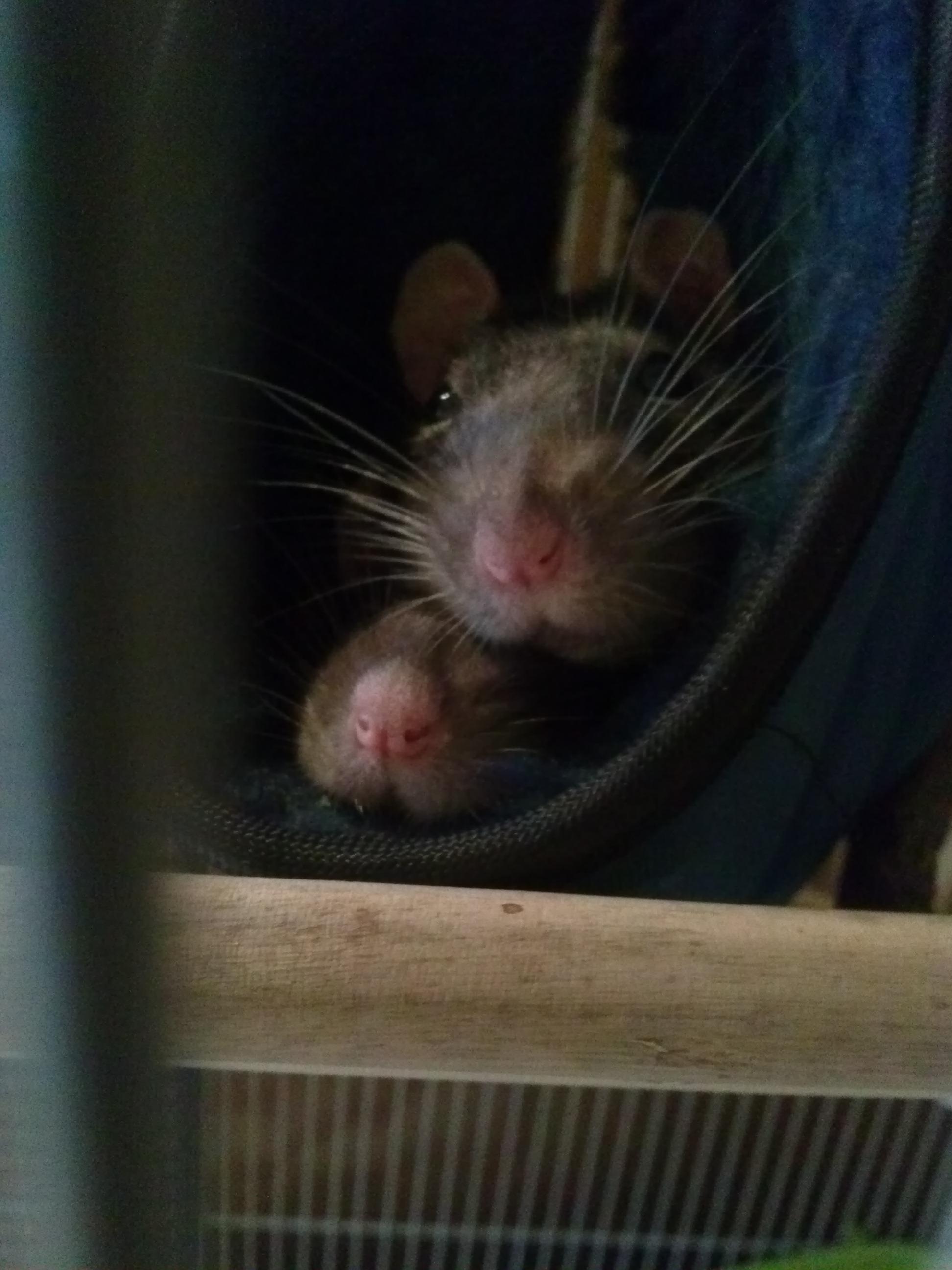 Miss these guys | Scrolller