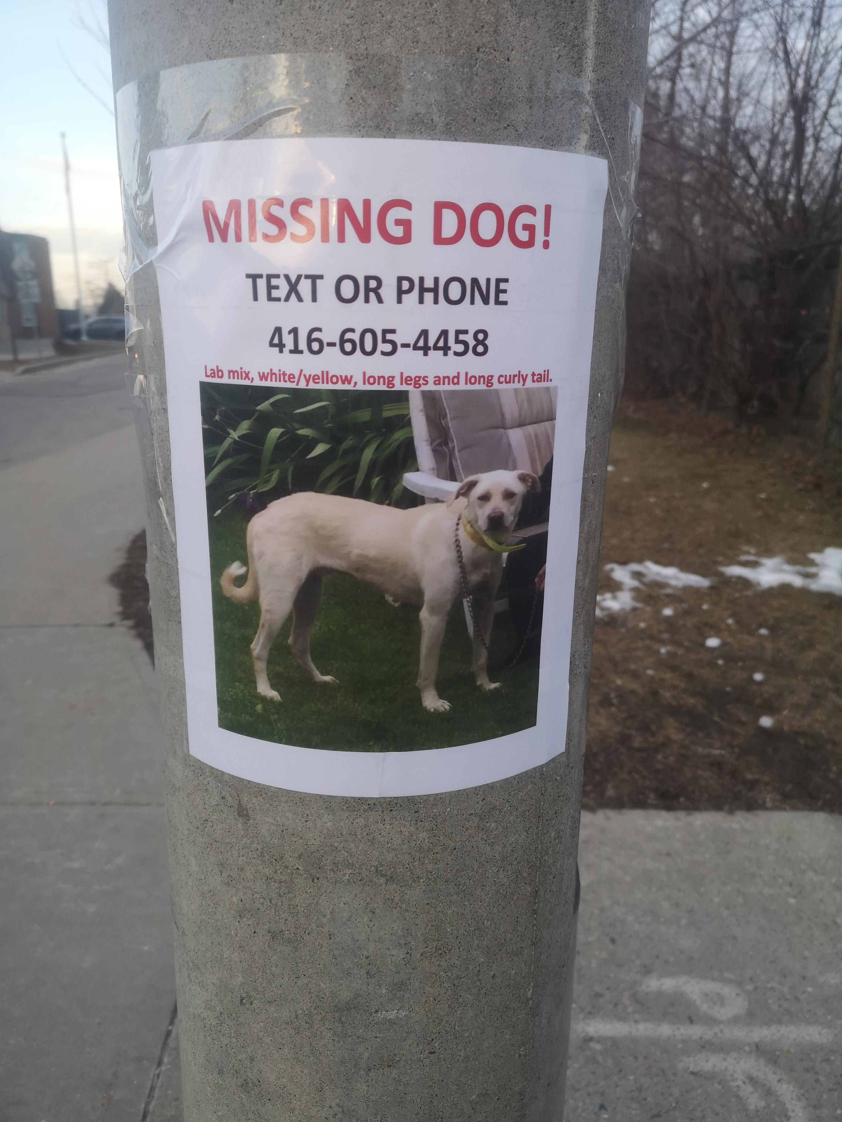 Missing dog Malton | Scrolller