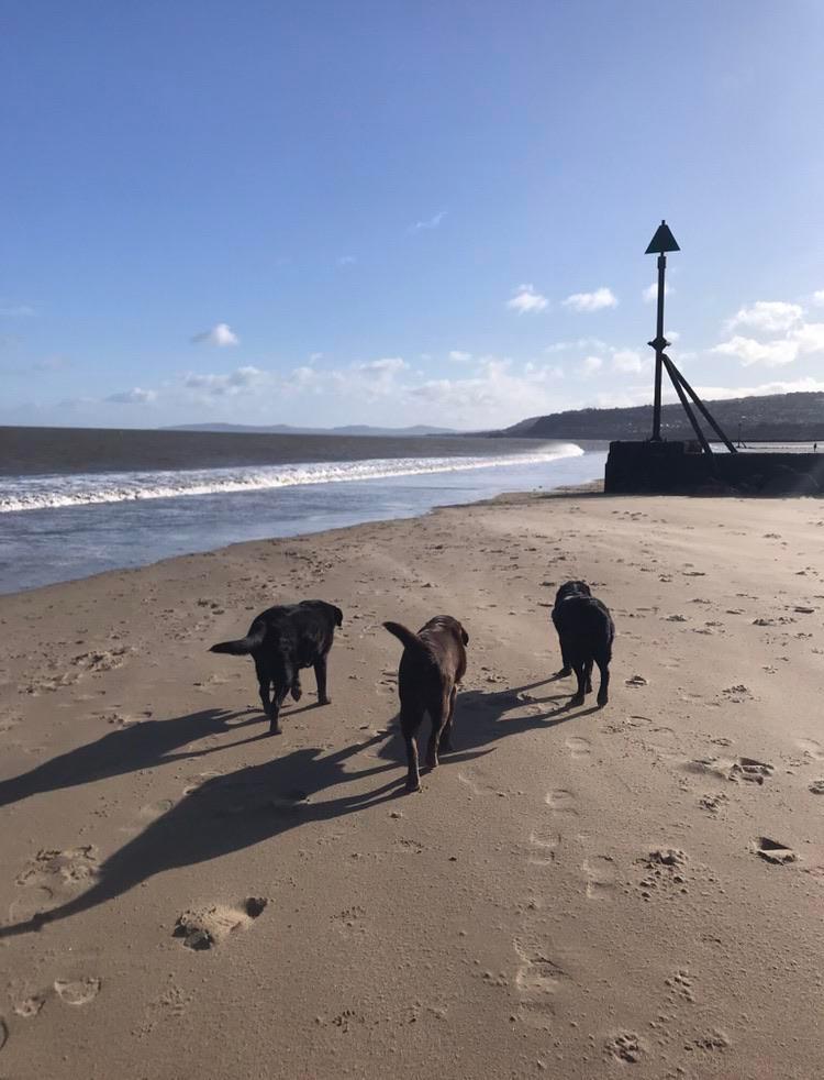 Missing my family dogs during lockdown more than ever! Here’s them on their favourite beach ...