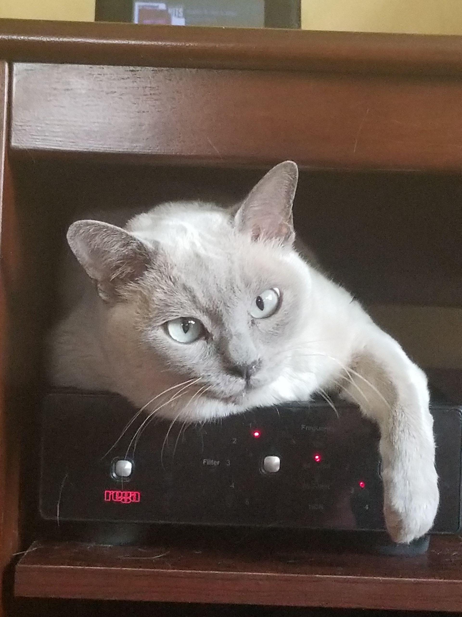 Missing Tonkinese Cat in Columbia Forest | Scrolller