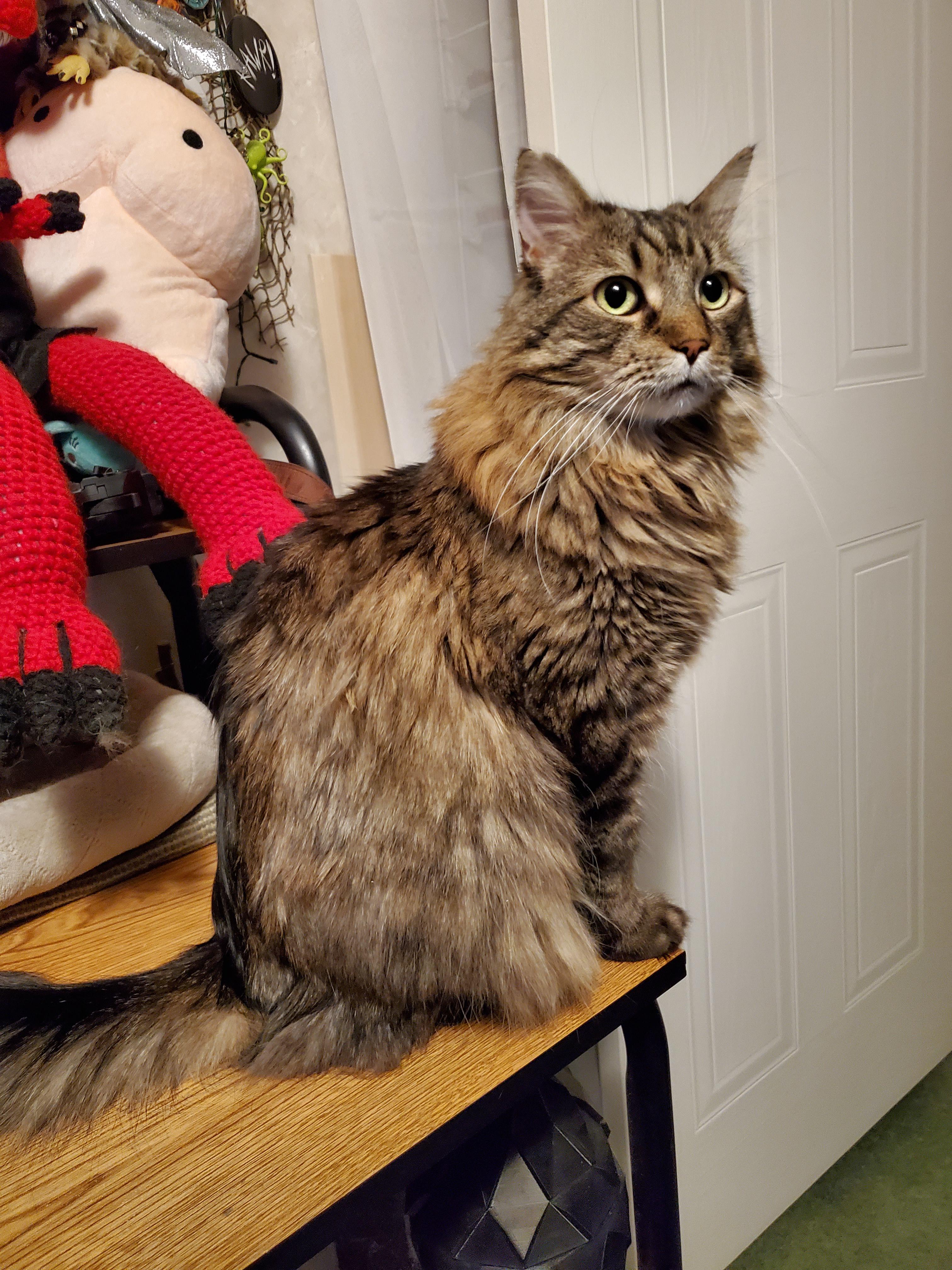 Mister Fluff looking all regal | Scrolller