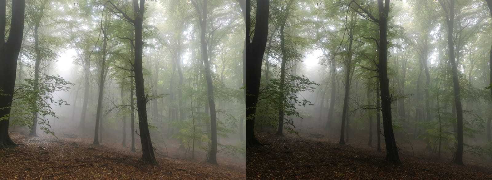 Misty forest | Scrolller