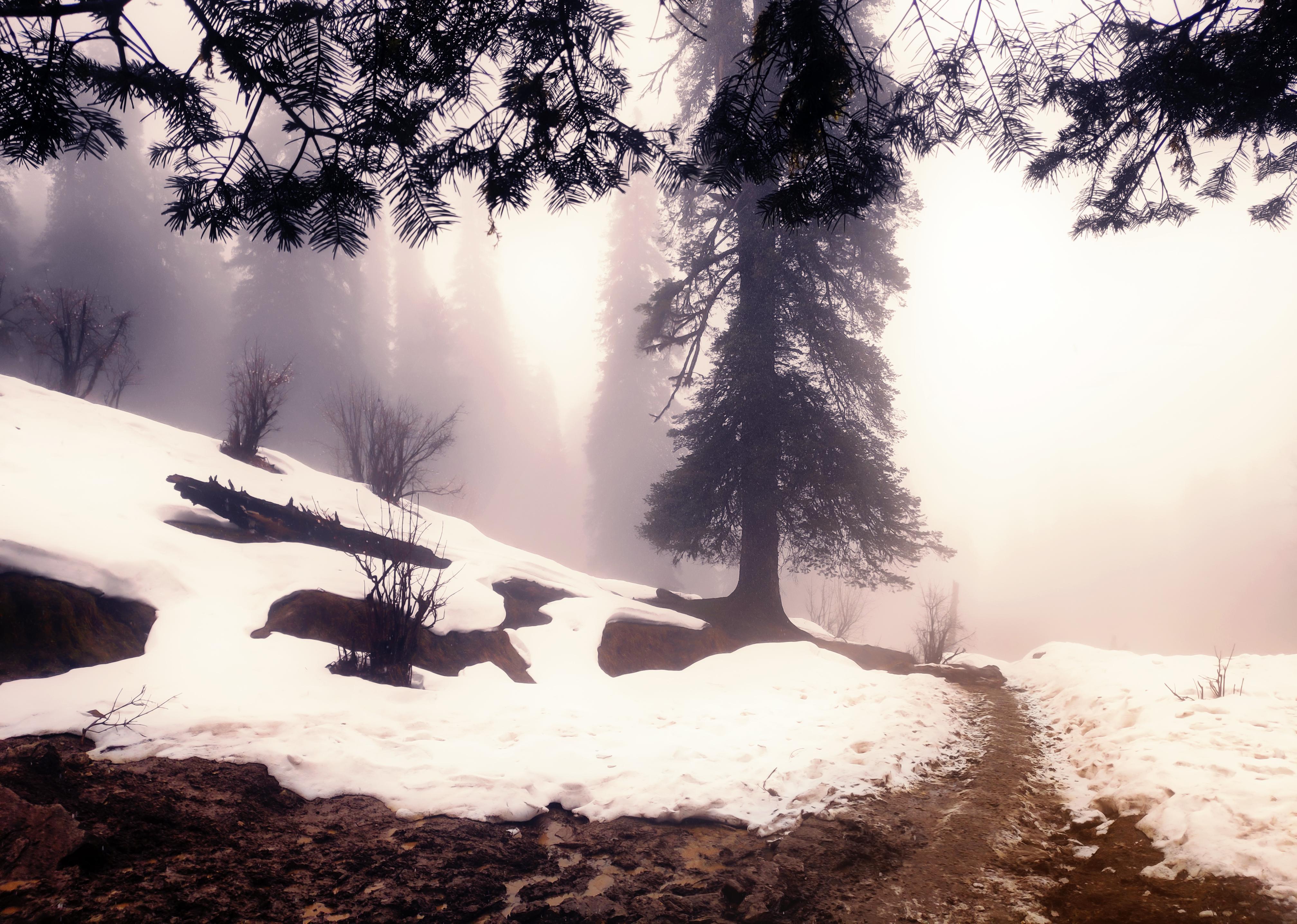Misty Forest Trail | Scrolller