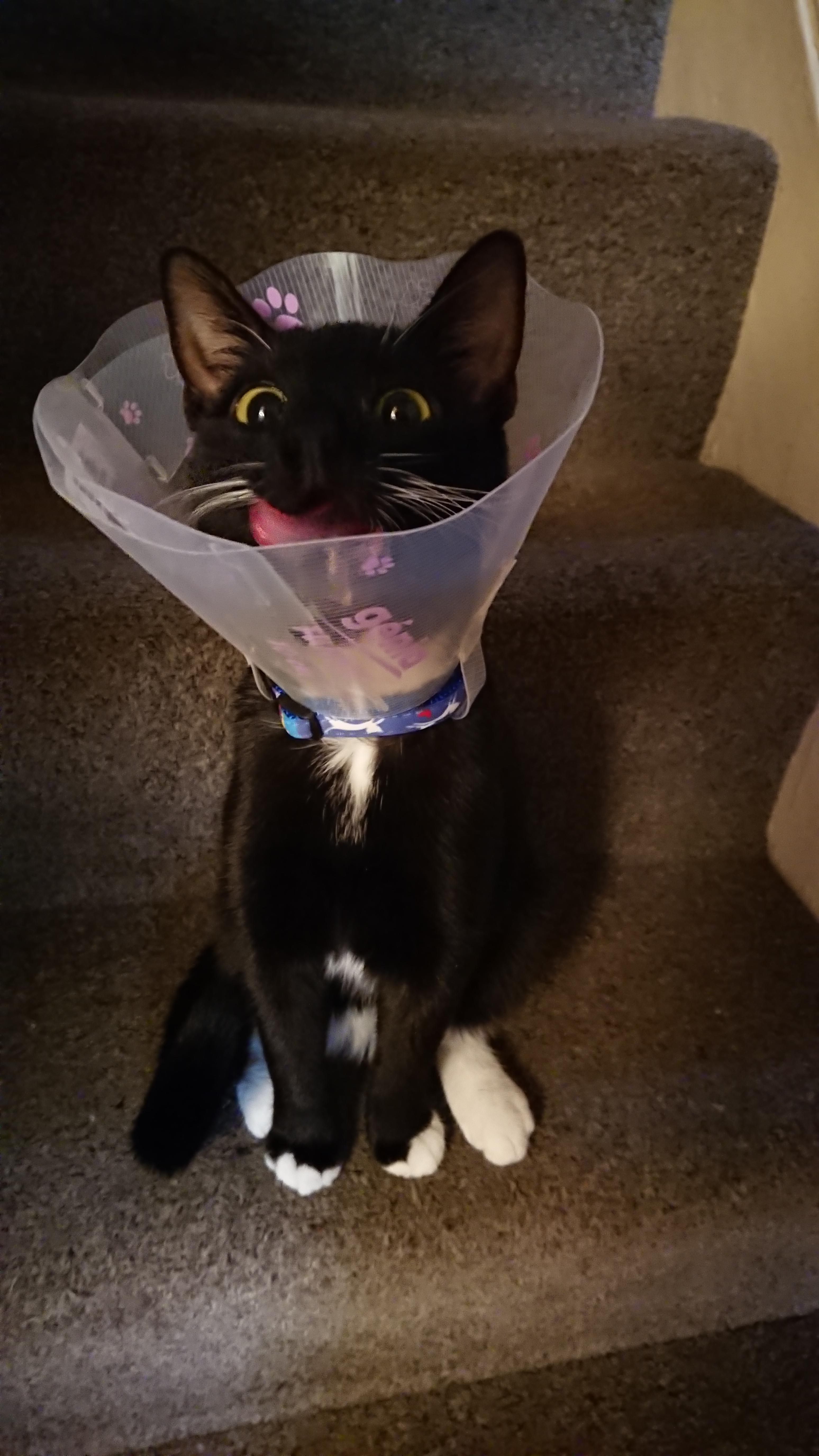 Mlem Mlem cone of delicious shame | Scrolller
