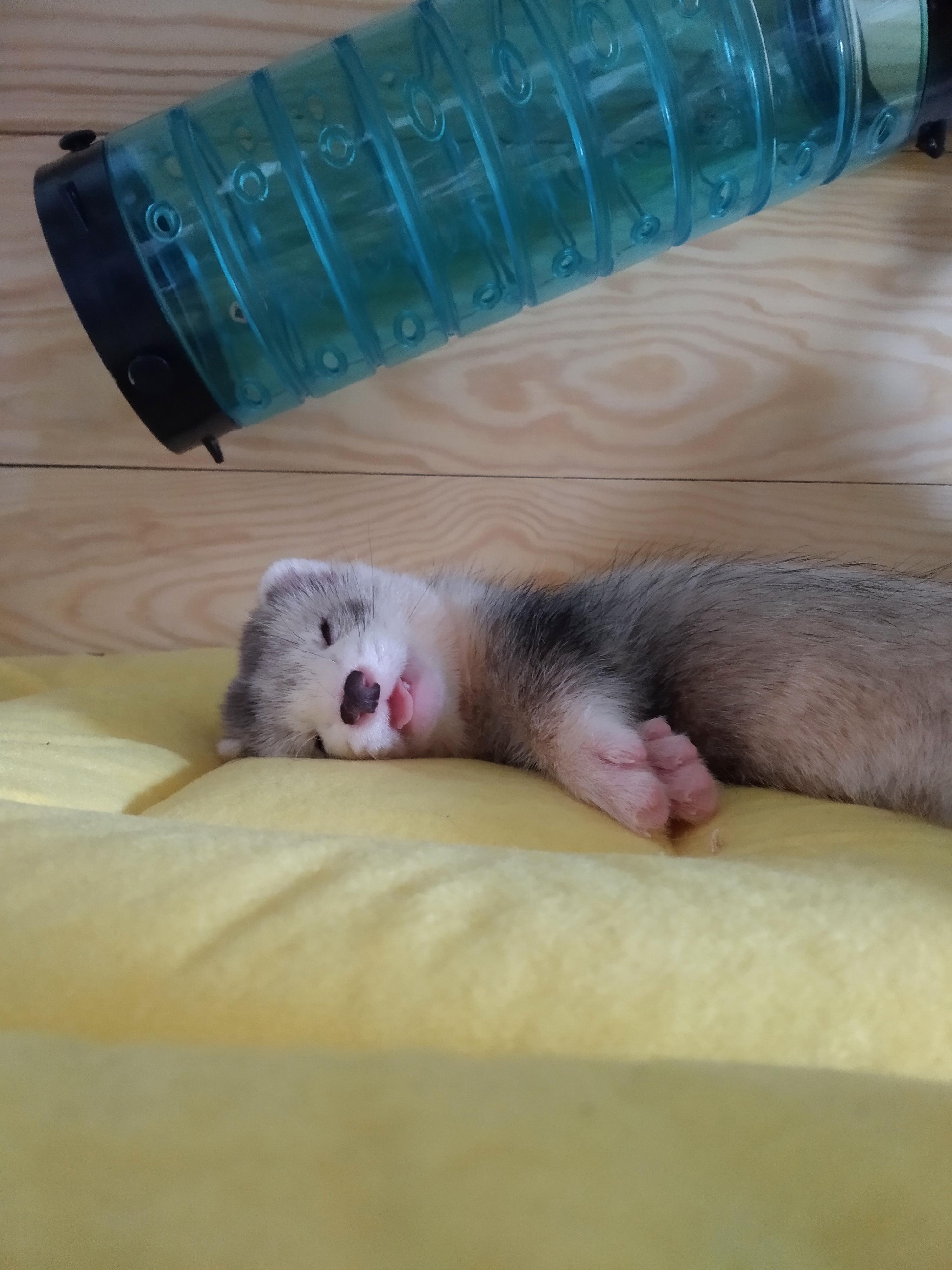 MLEM noodle | Scrolller