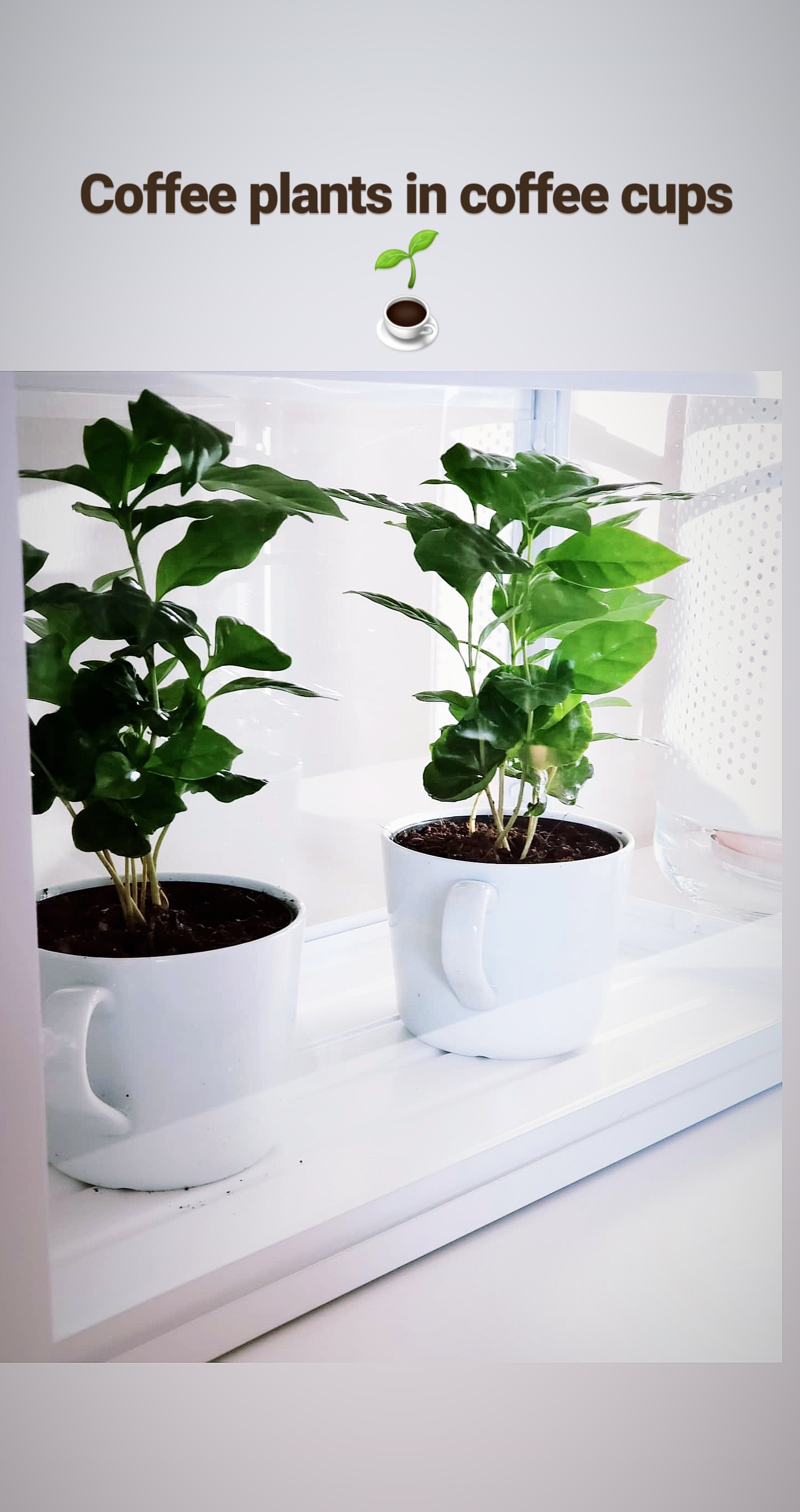 Mmmm, coffee. | Scrolller