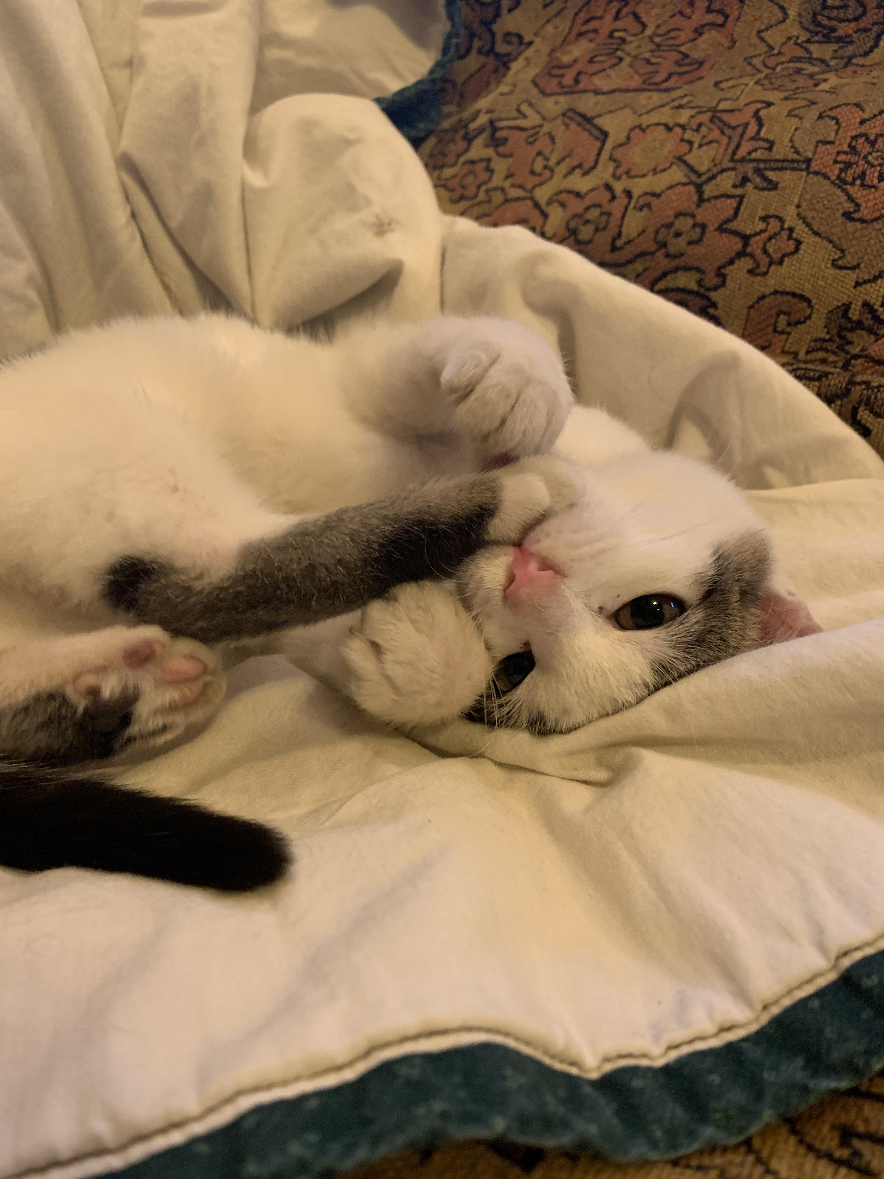 Mmmm, toe beans | Scrolller
