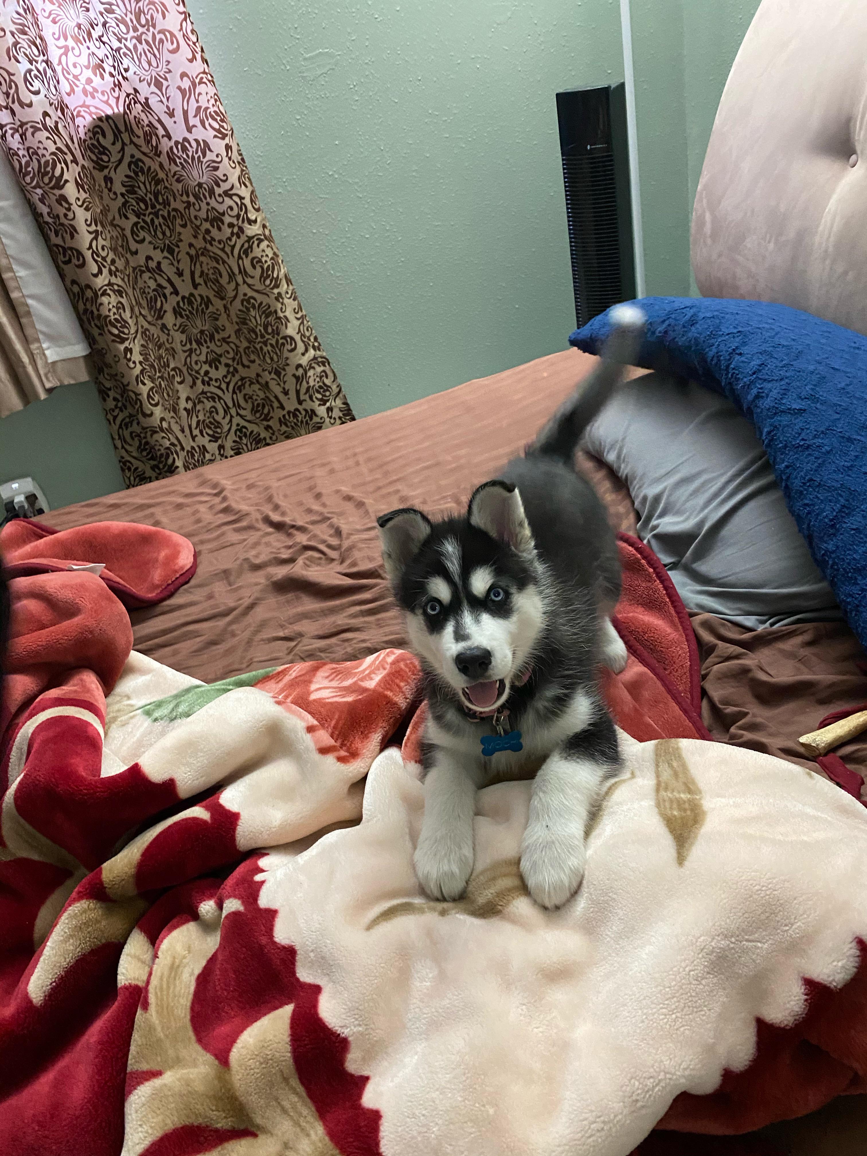 Mochi’s first time on my bed! | Scrolller