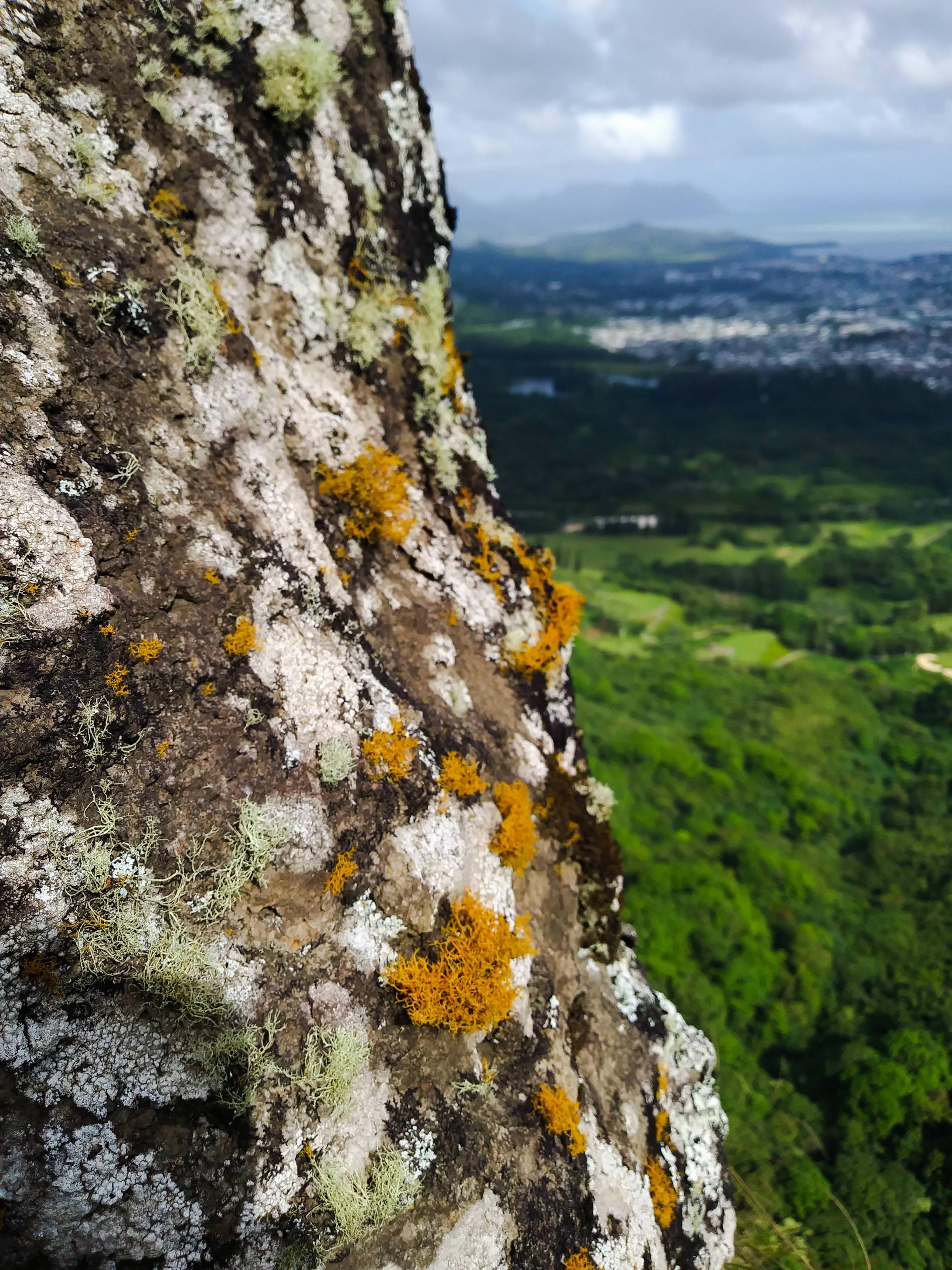 Mods are asleep, post your lichen pics! | Scrolller