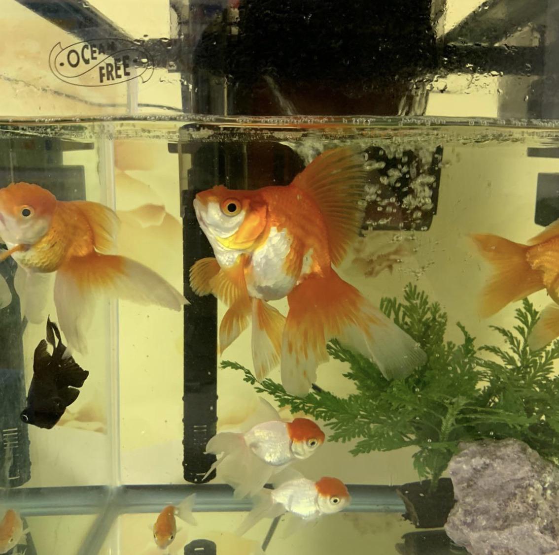 Mohawk! r/Goldfish | Scrolller