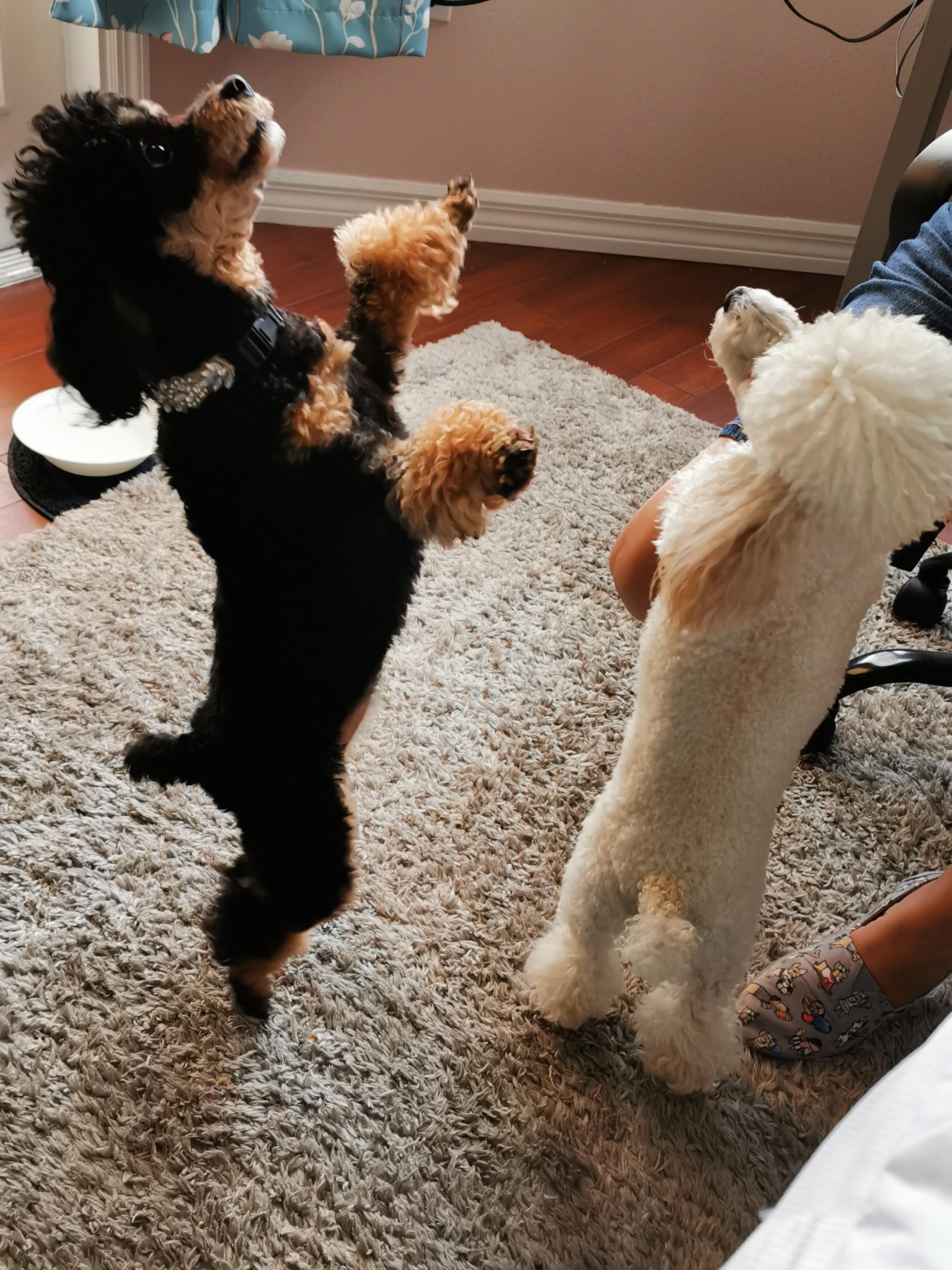 Molly and Peaches are learning new tricks. | Scrolller