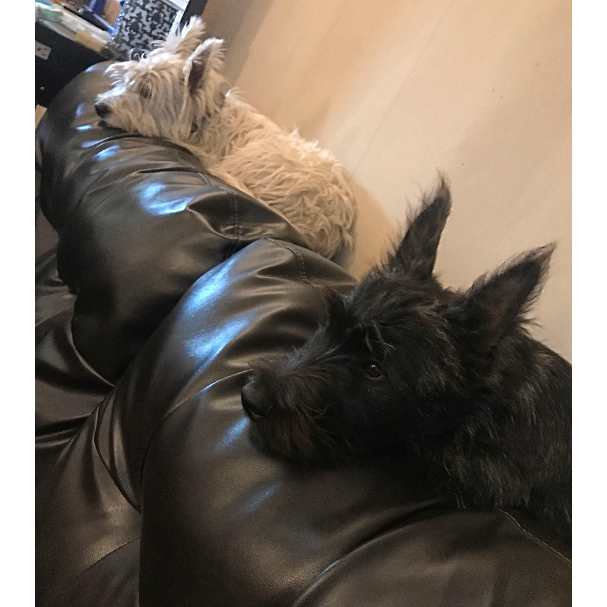 My Scottie/westie keeping watch with mom | Scrolller