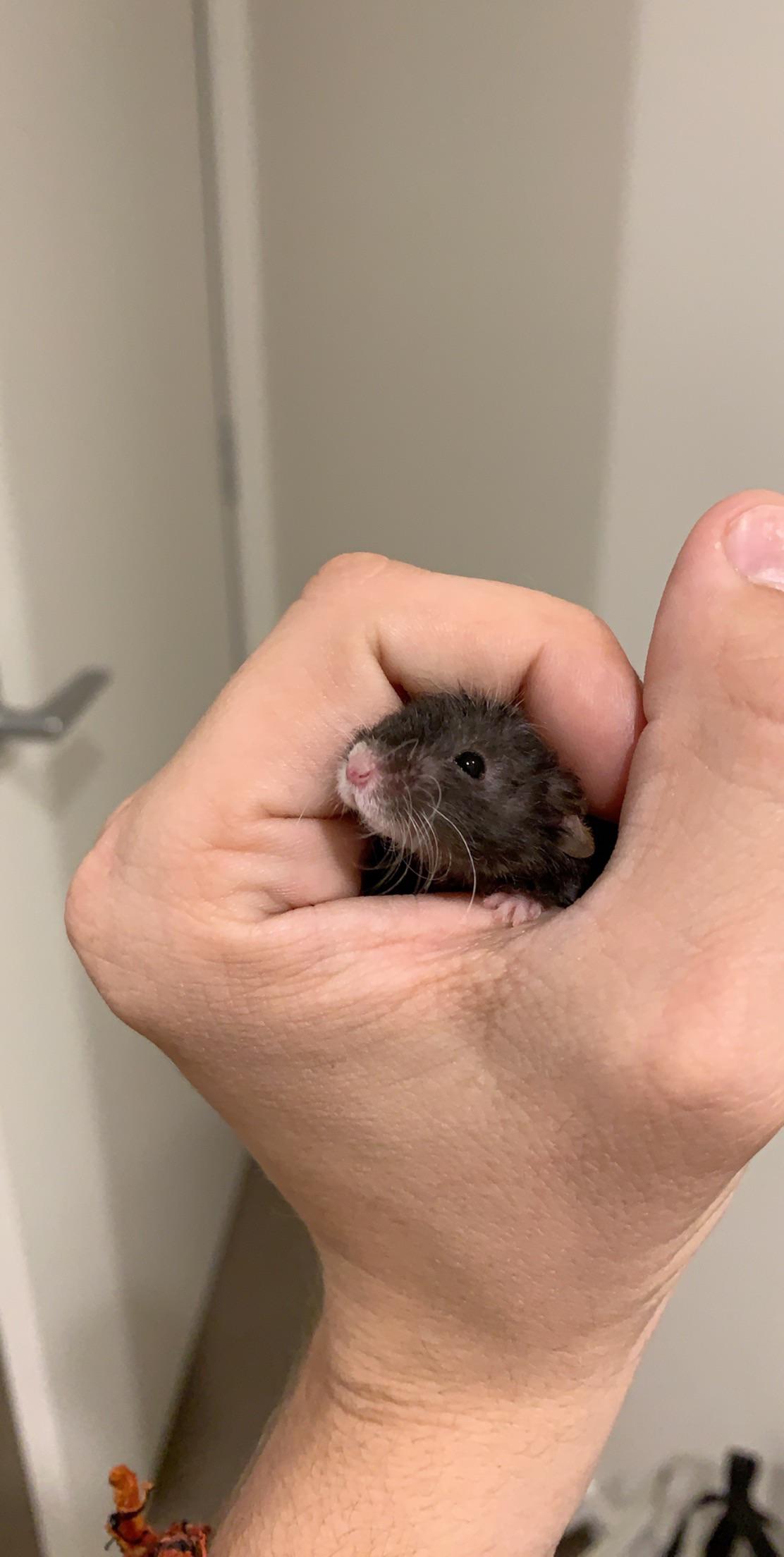 Momo after her nap. | Scrolller