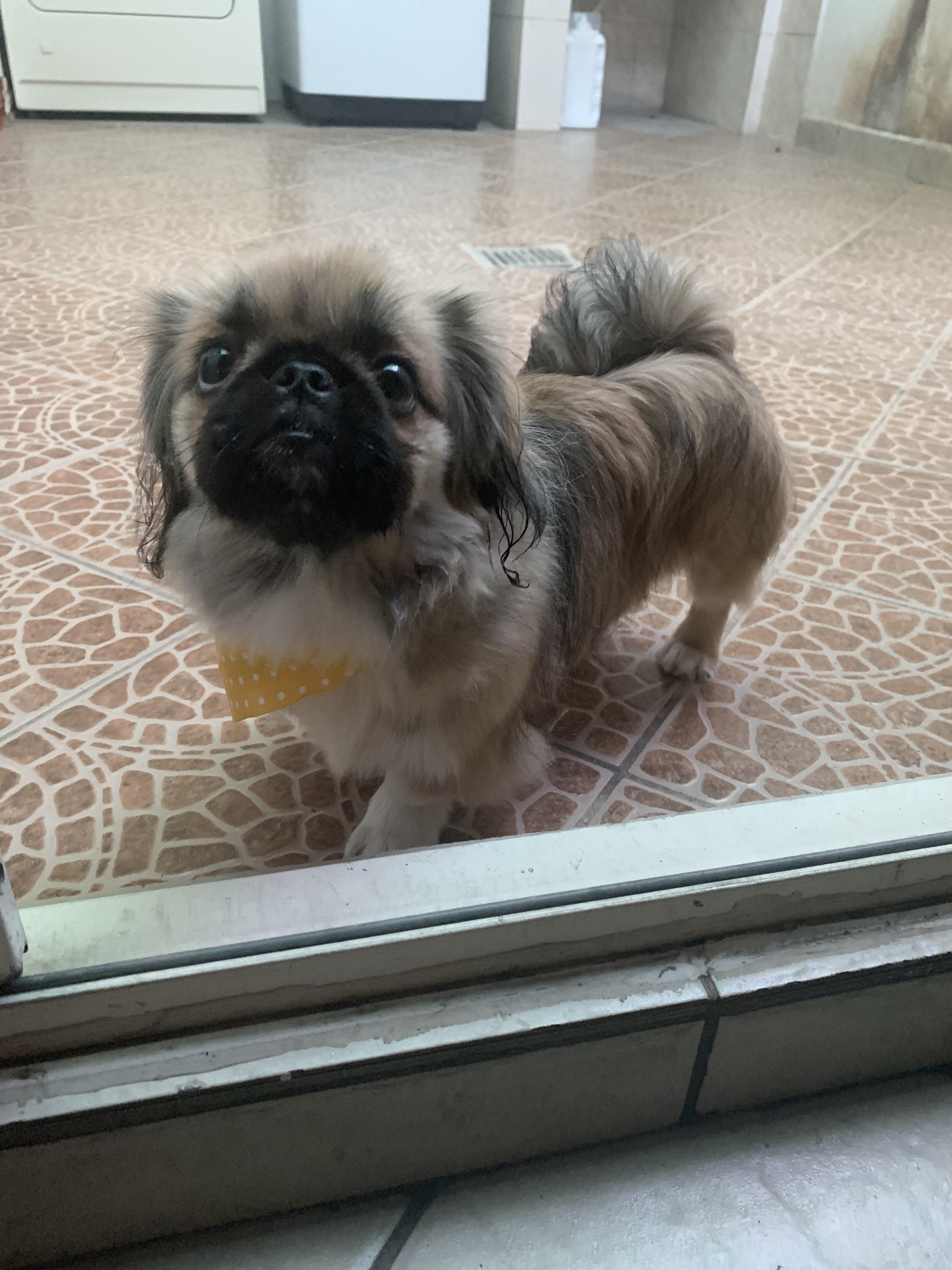 Momo got a bath today. | Scrolller