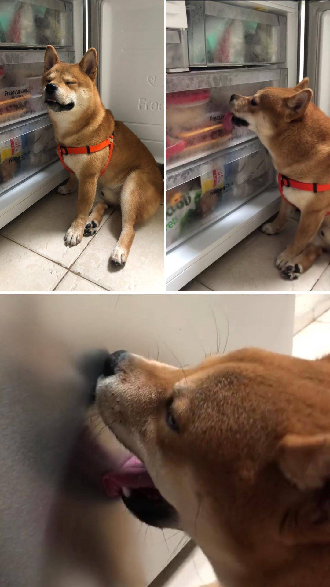 Momo has discovered the freezer | Scrolller