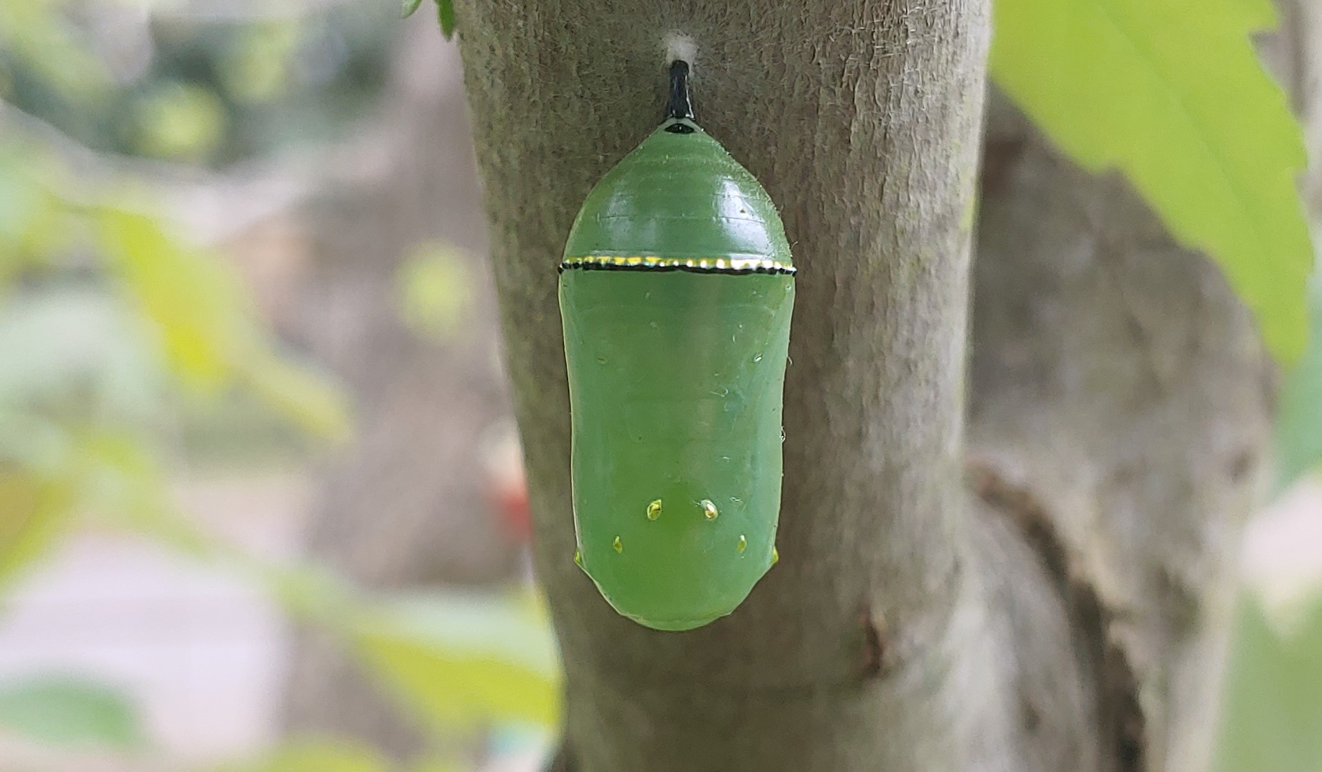 Monarch Butterfly Chrysalis | Scrolller