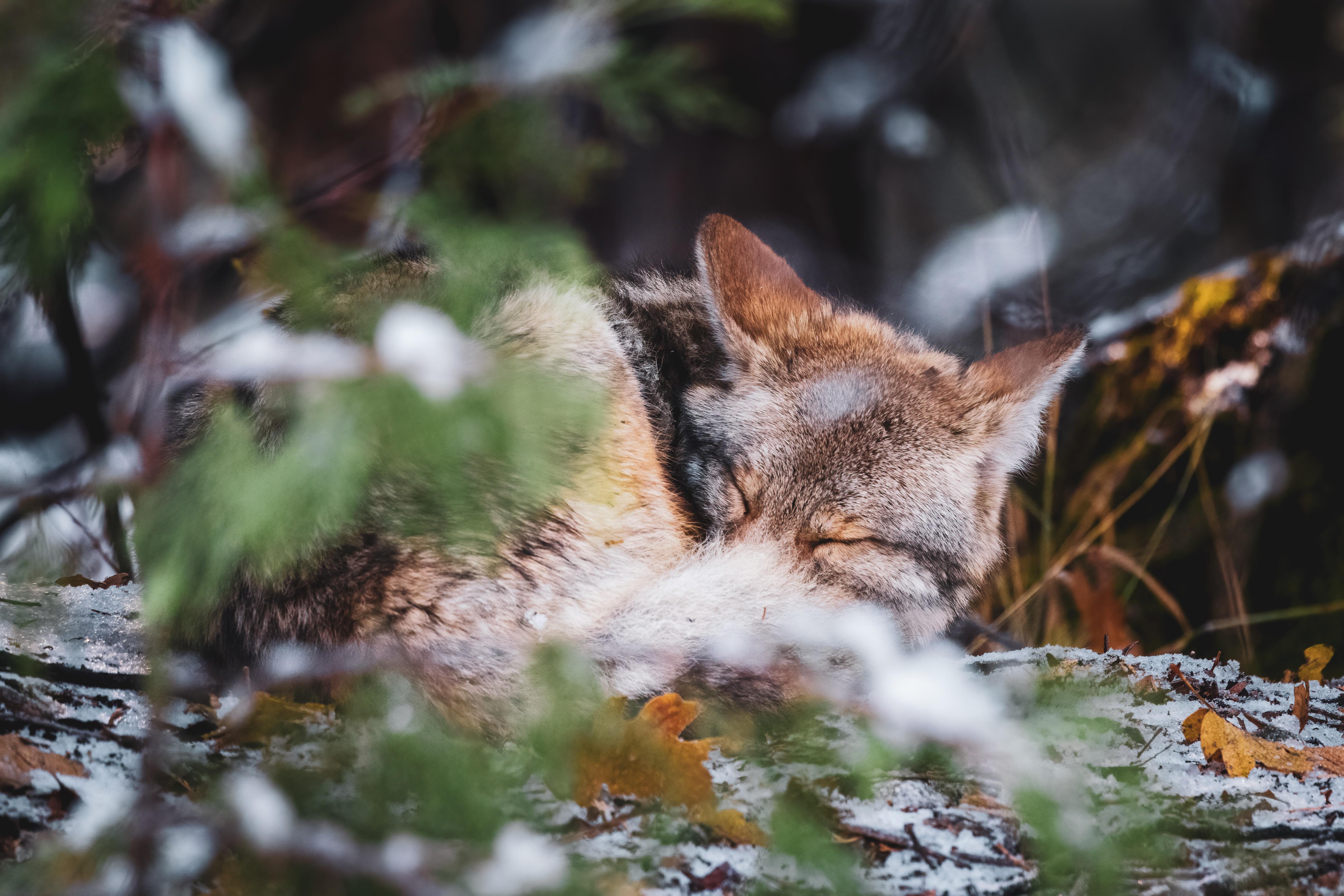 Monday Coyote | Scrolller