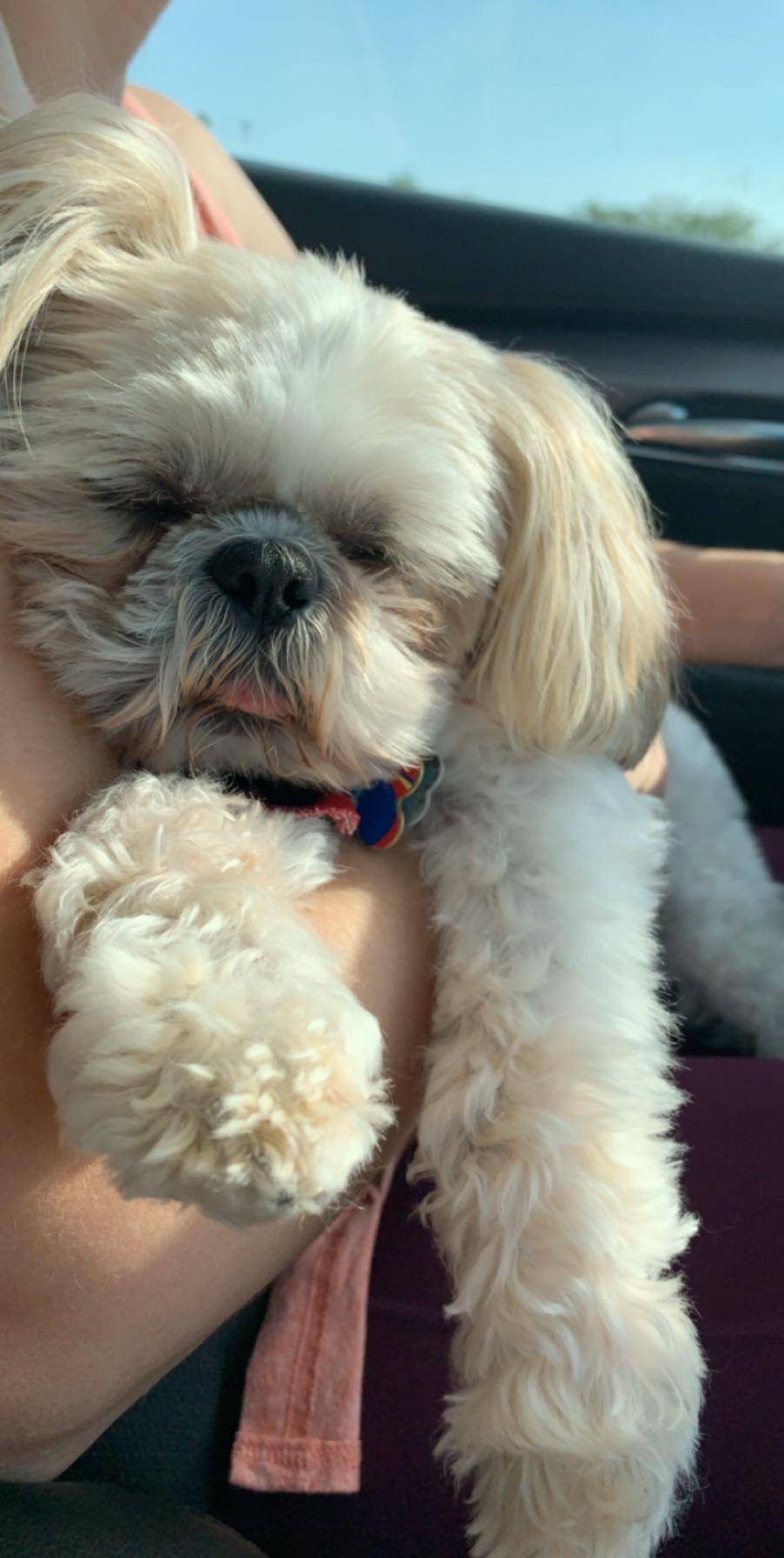 Mondays are Ruff | Scrolller