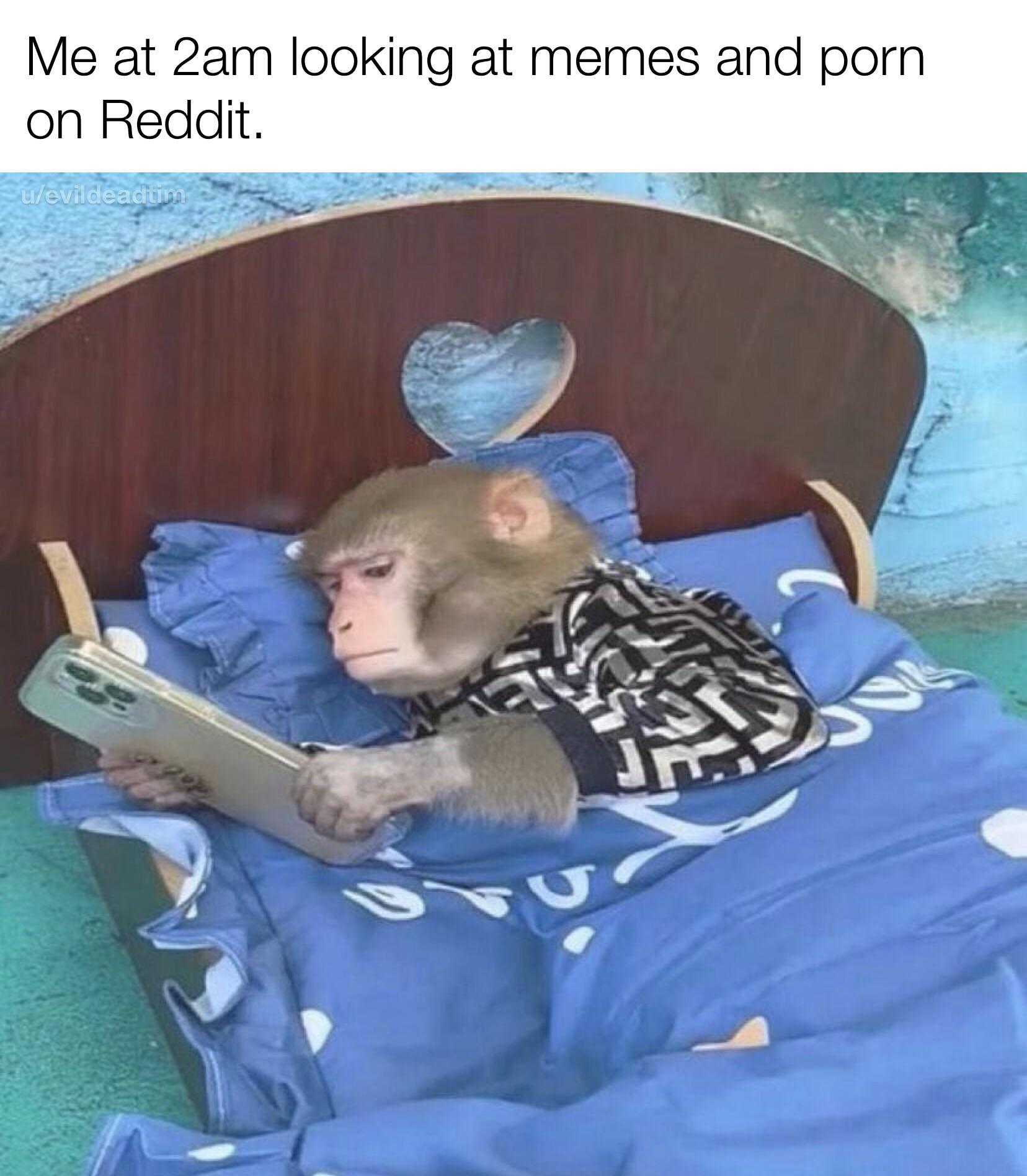 Monke love the memes and the porno. | Scrolller