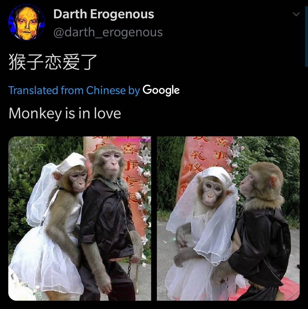 Monkey is in love | Scrolller