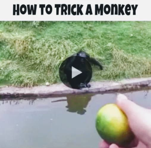 monkey rule | Scrolller