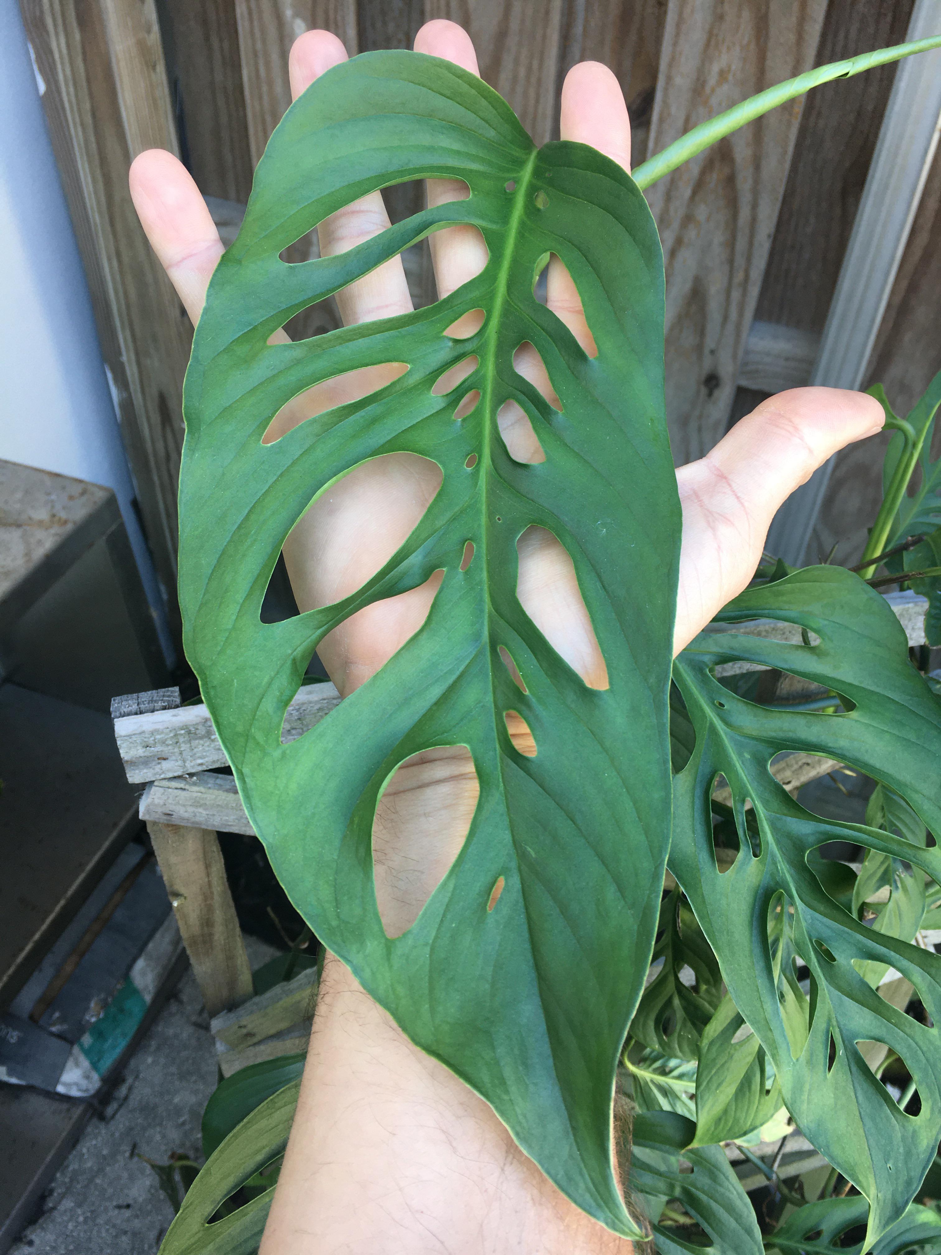 Monstera adansonii | Scrolller