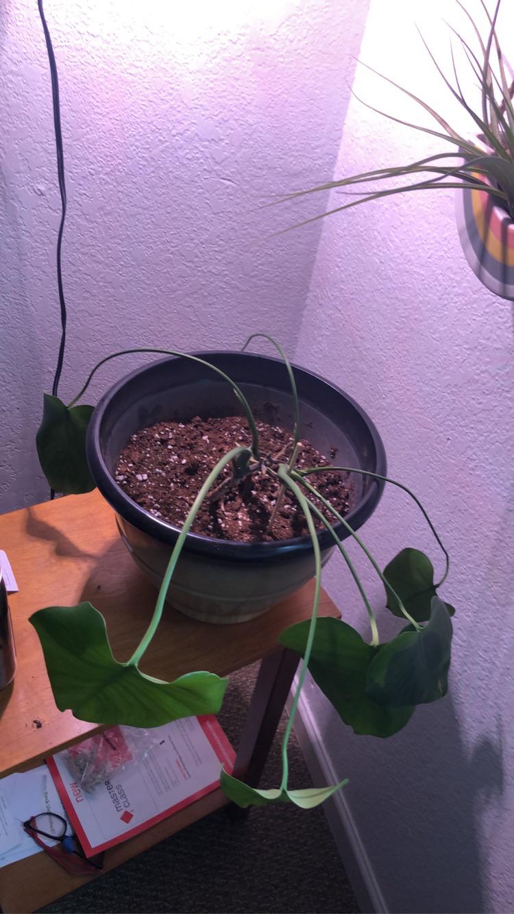 Monstera Help | Scrolller