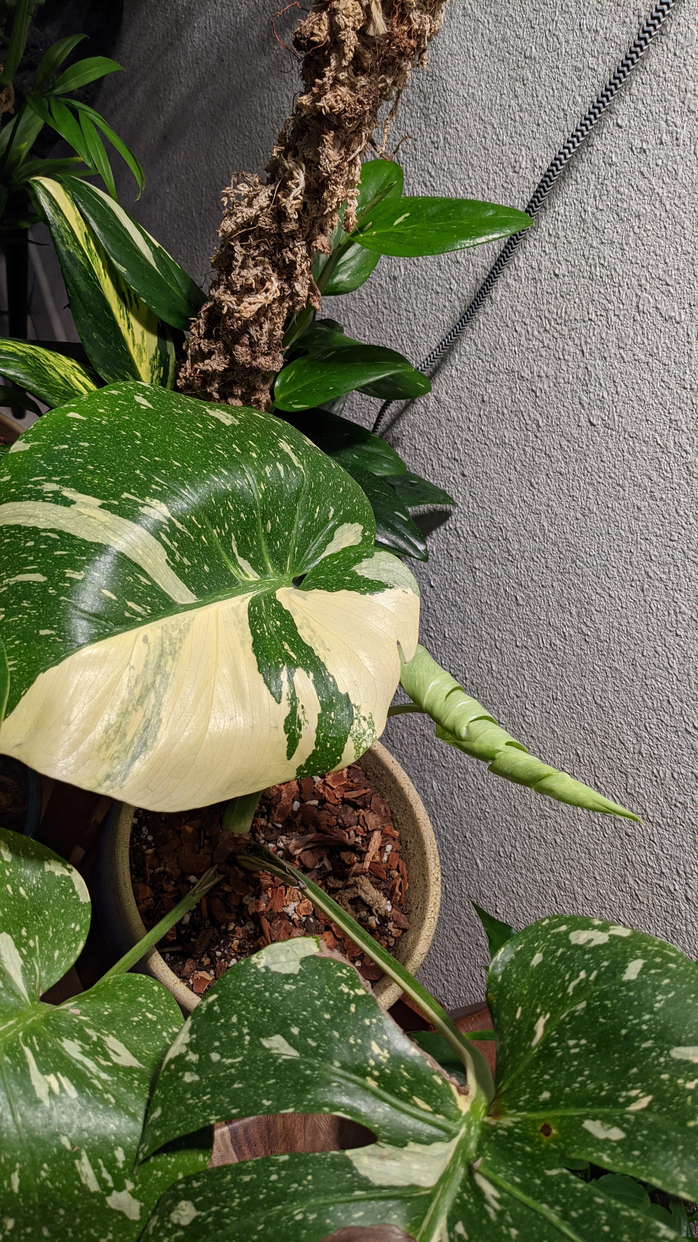 Monstera Thai Constellation, 2nd new leaf looks fenestrated 🤩 | Scrolller