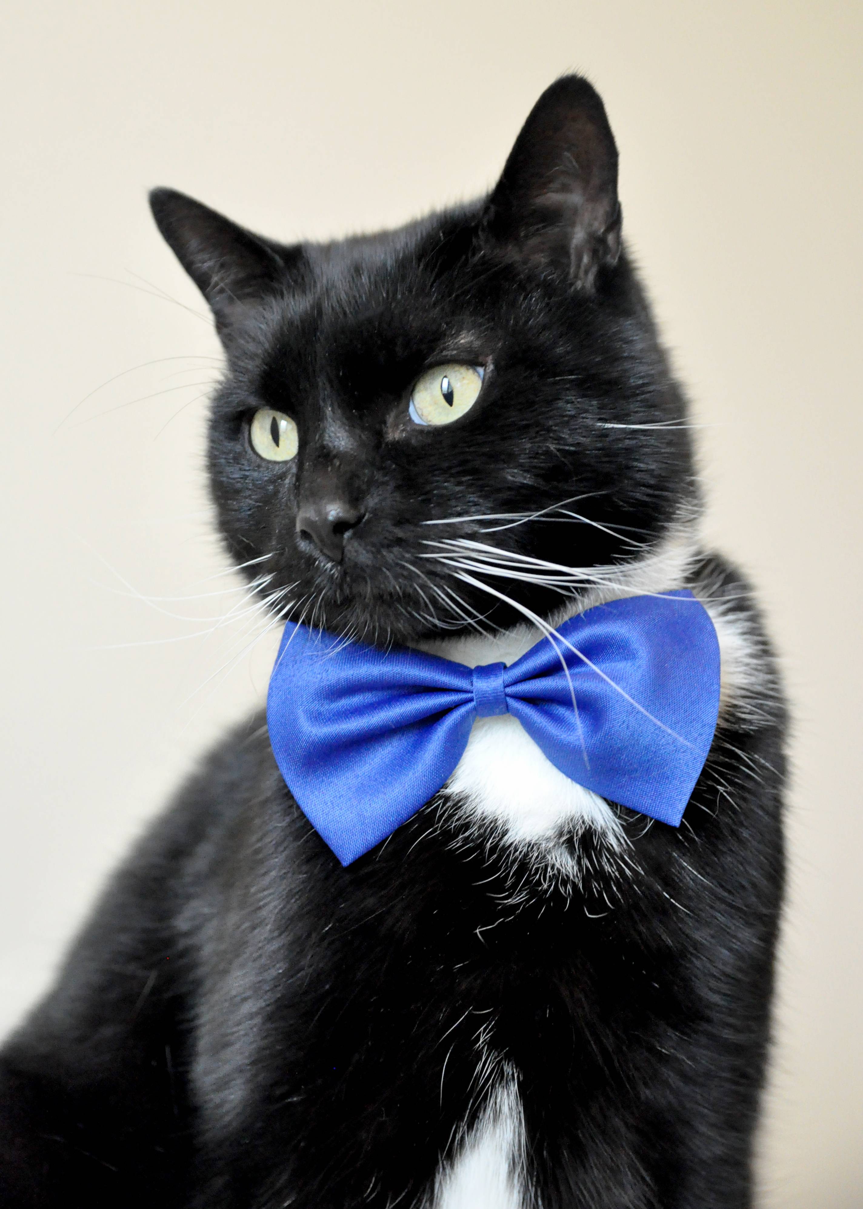 Monty had a tux...he just needed a bow tie | Scrolller
