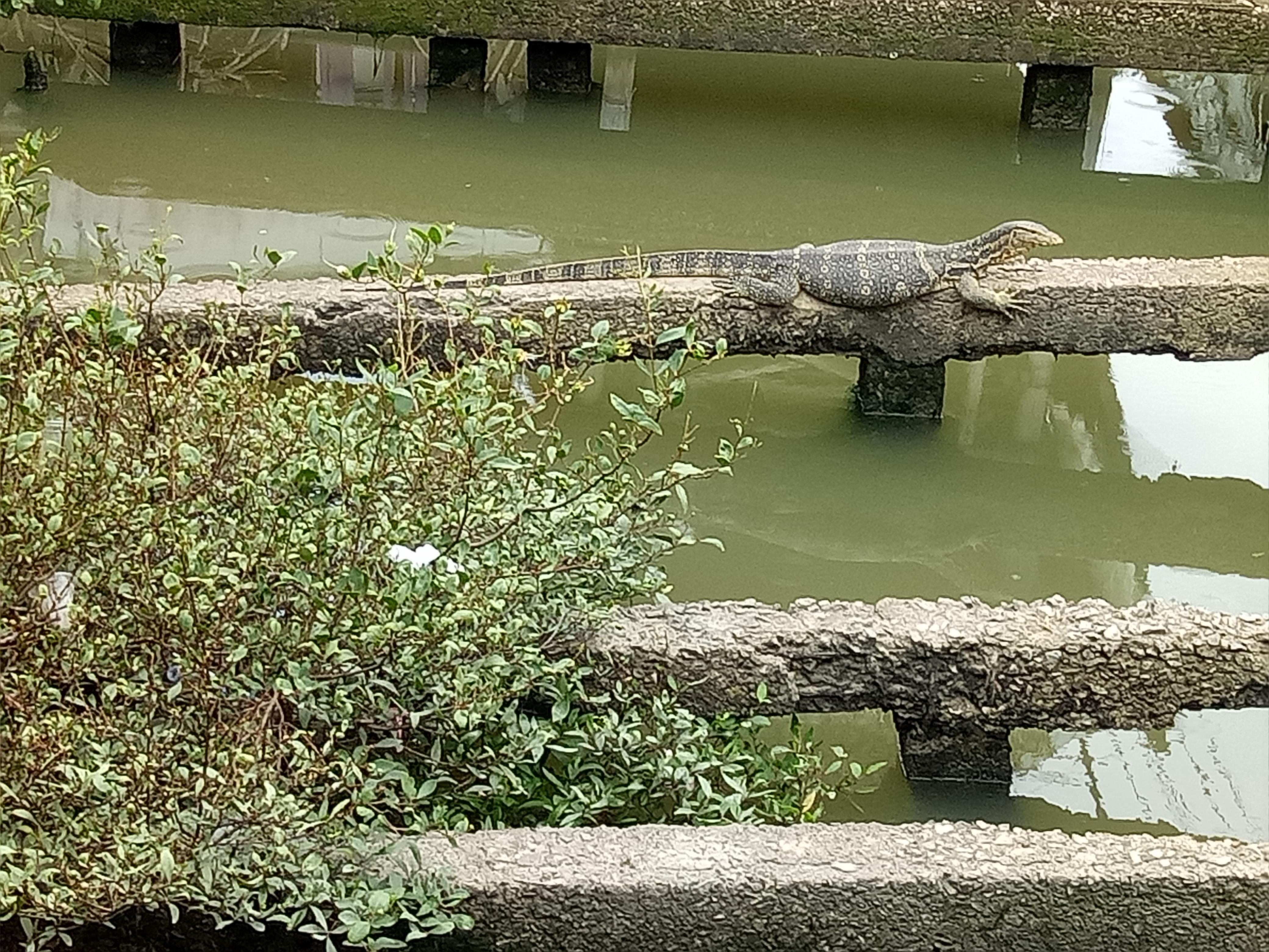 Monty the monitor lizard | Scrolller