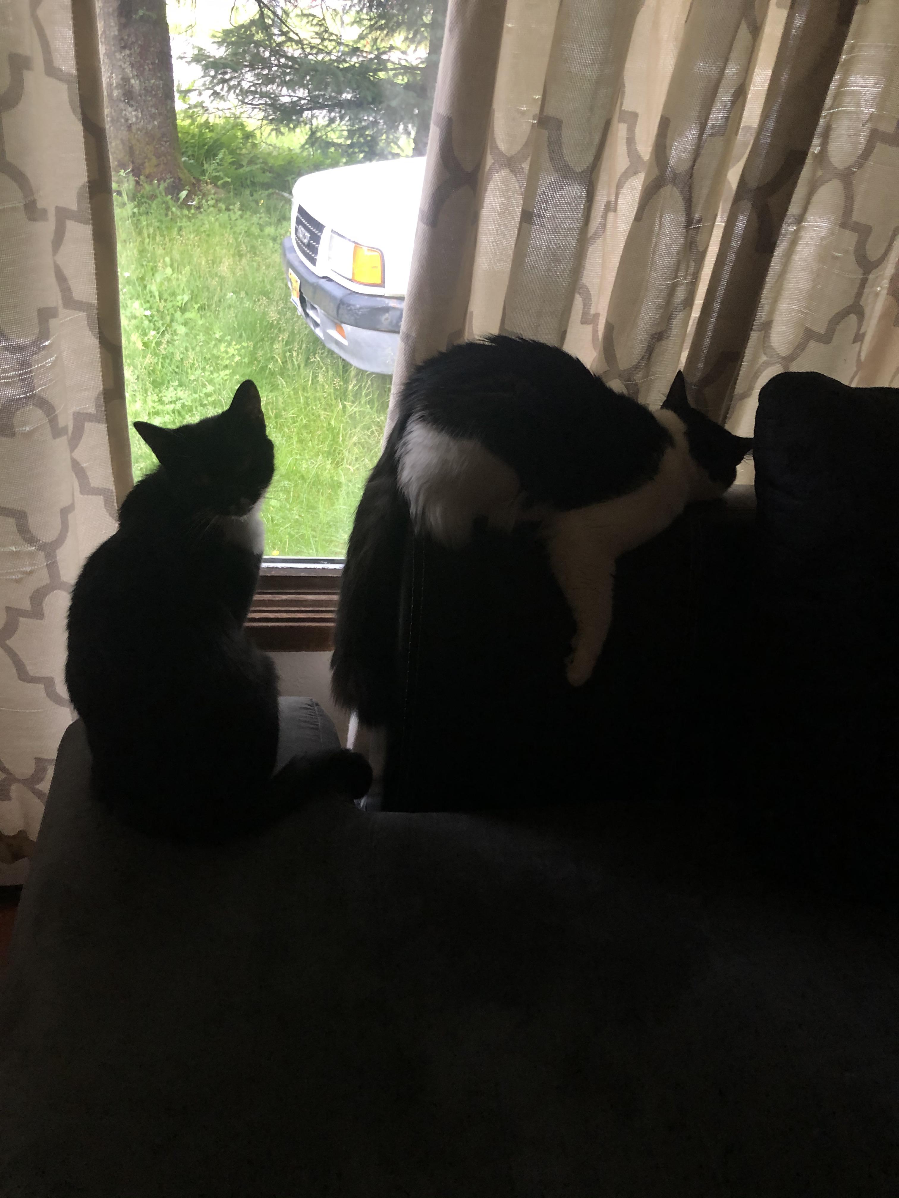 Moo dangling and ziggy judging him | Scrolller