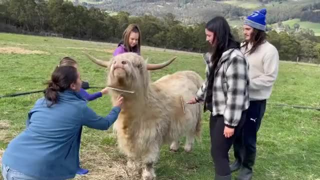 Mooore brushing! | Scrolller