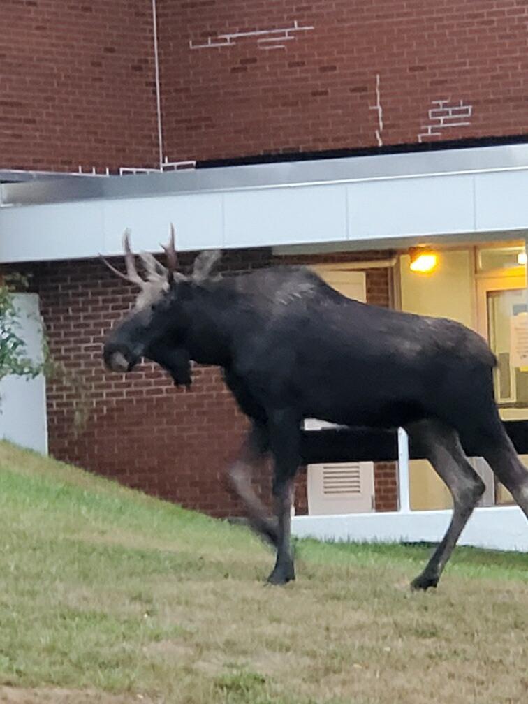 Moose at SMCC | Scrolller