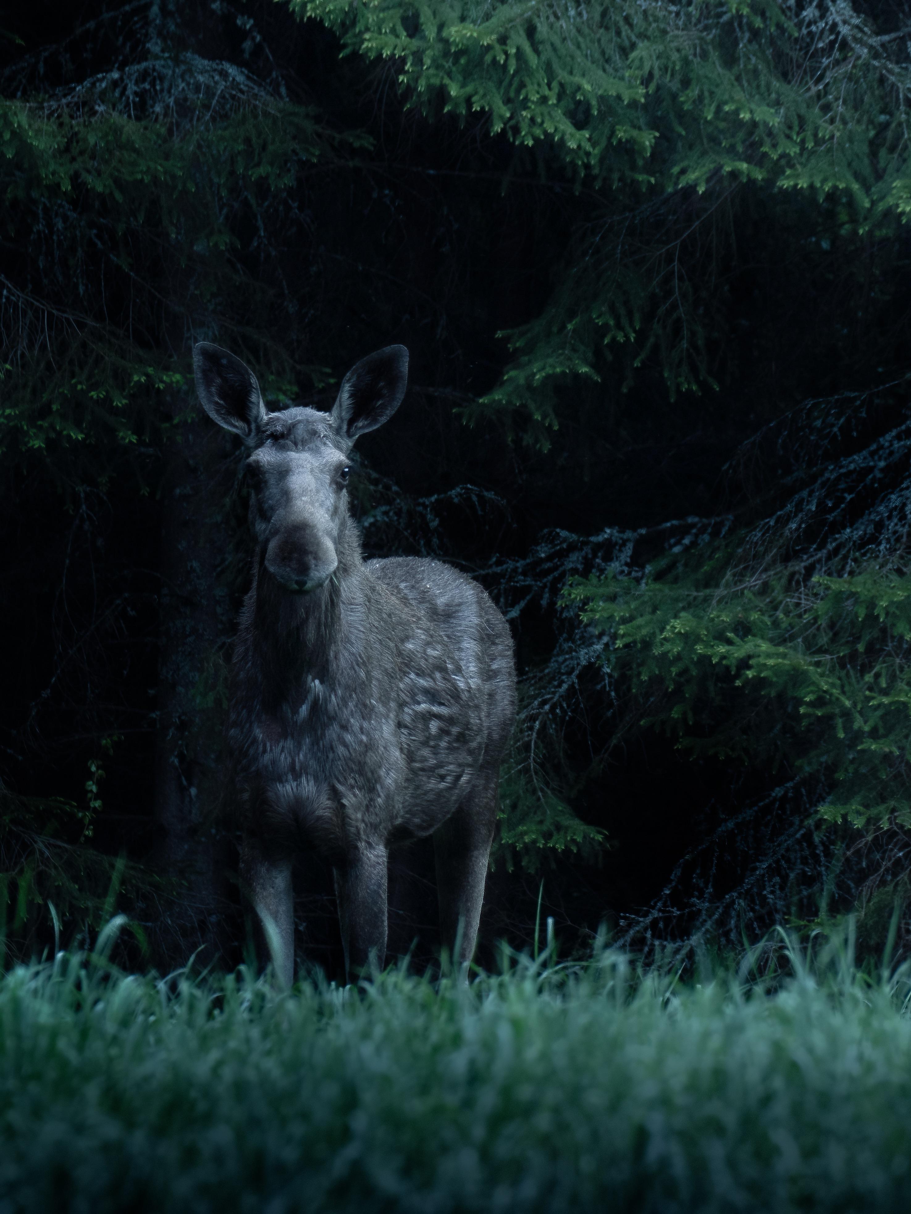 🔥 Moose | Scrolller