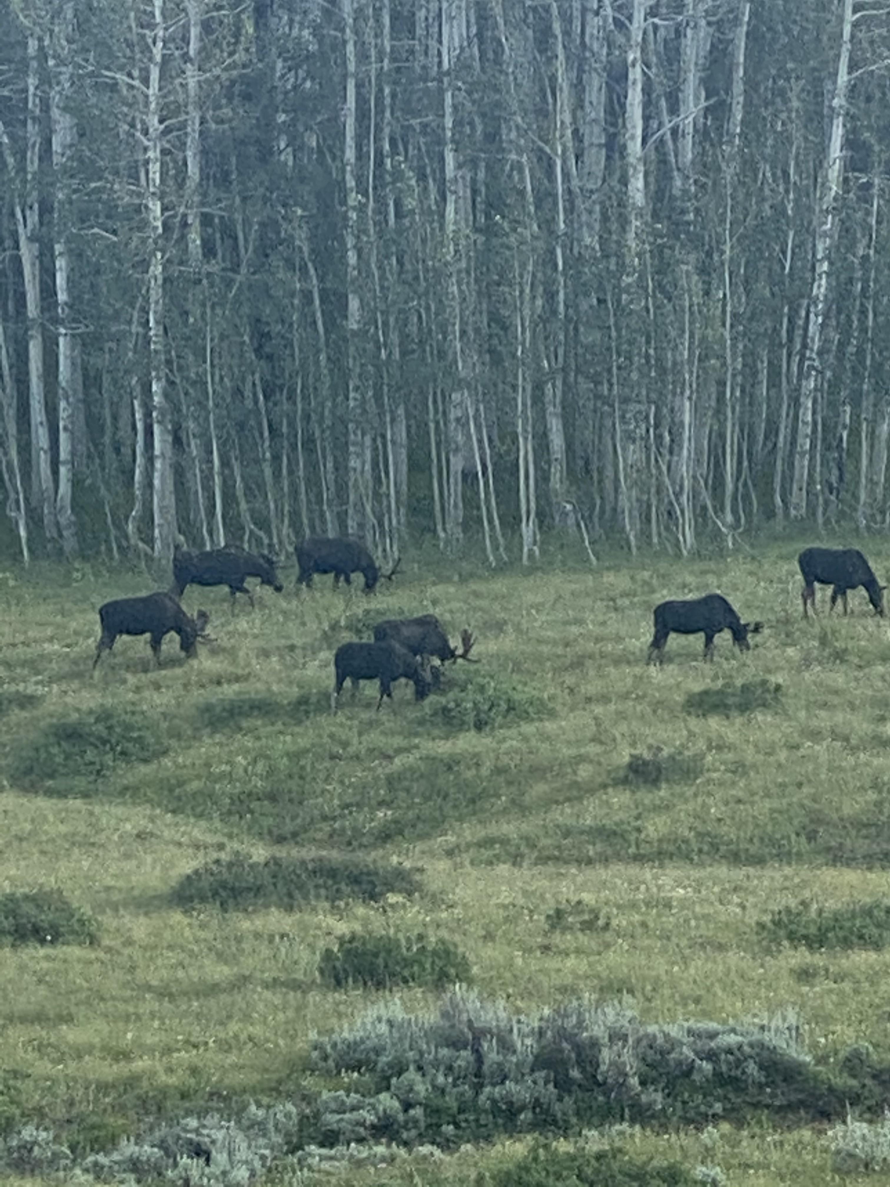 Moose field | Scrolller